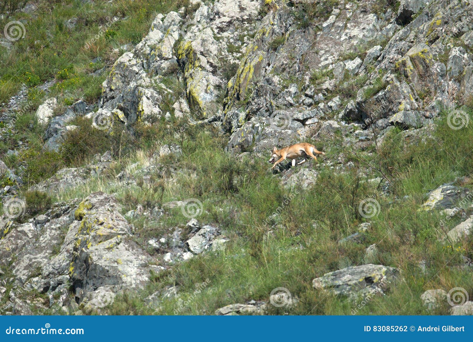Gray Wolf Climbs Up the Mountain Stock Photo - Image of fauna, canidae ...