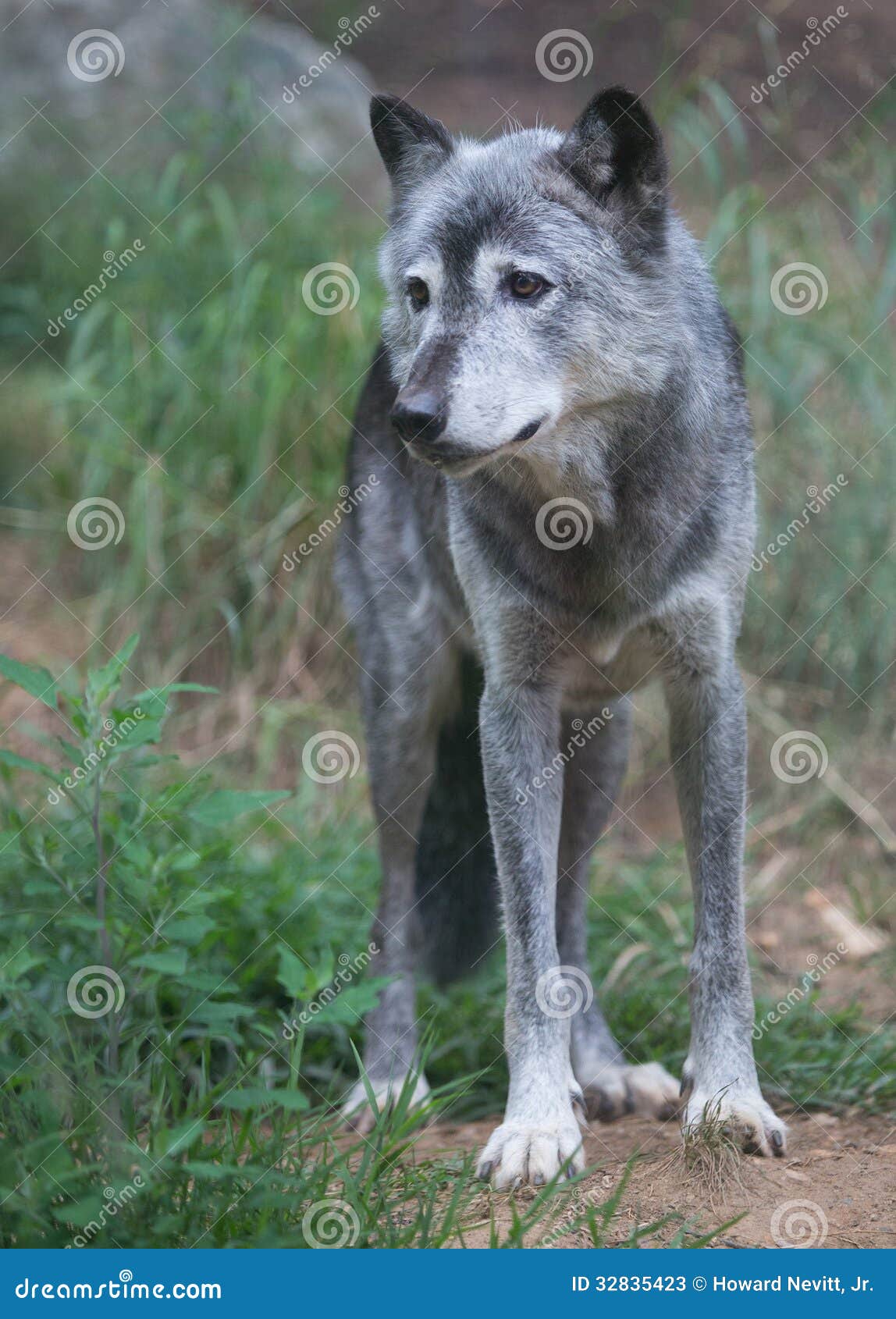 Gray Wolf stock image. Image of alpha, natural, creature - 32835423