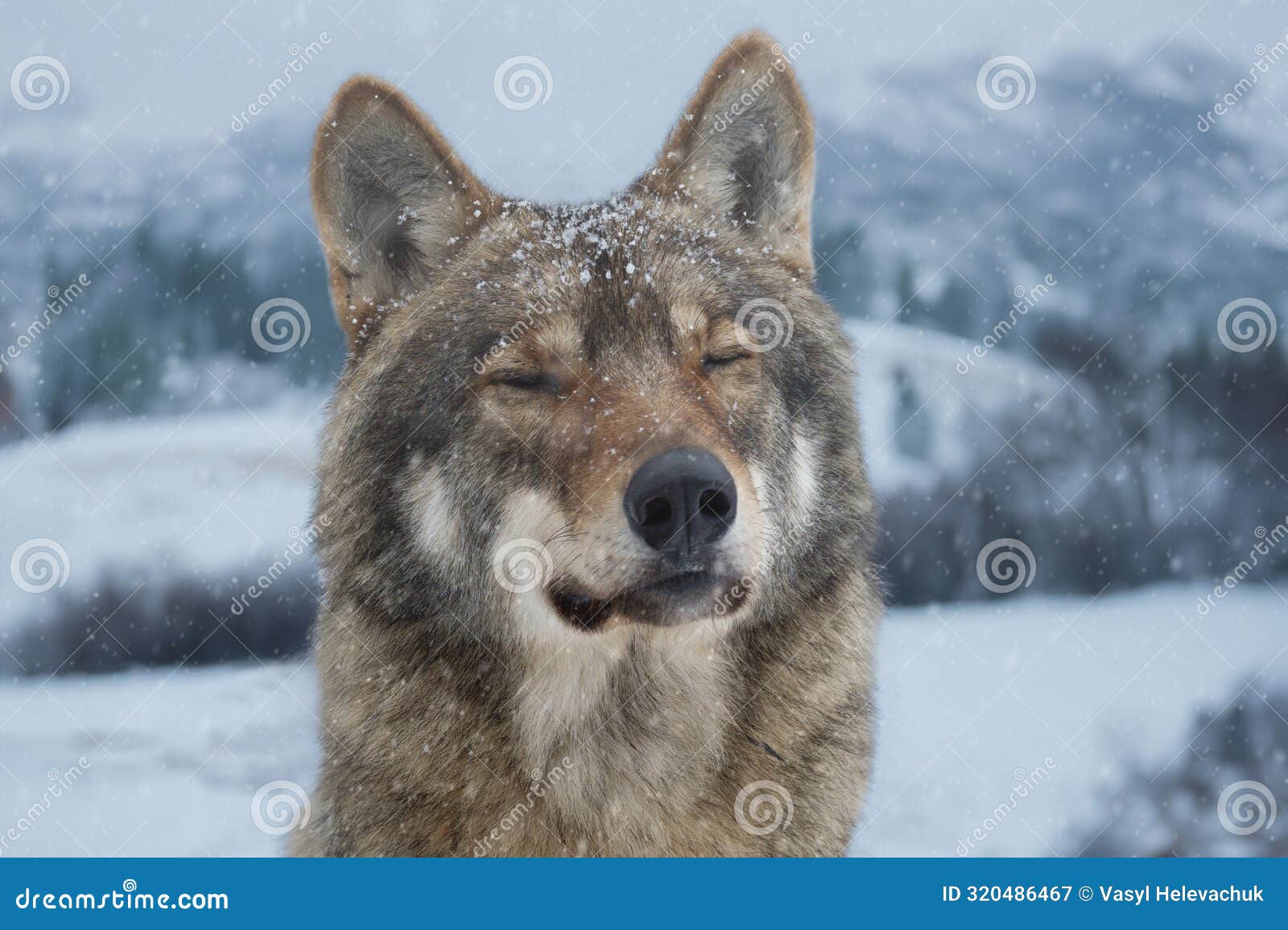 Gray Wolf Closed His Eyes while it Snowed Stock Image - Image of wolf ...