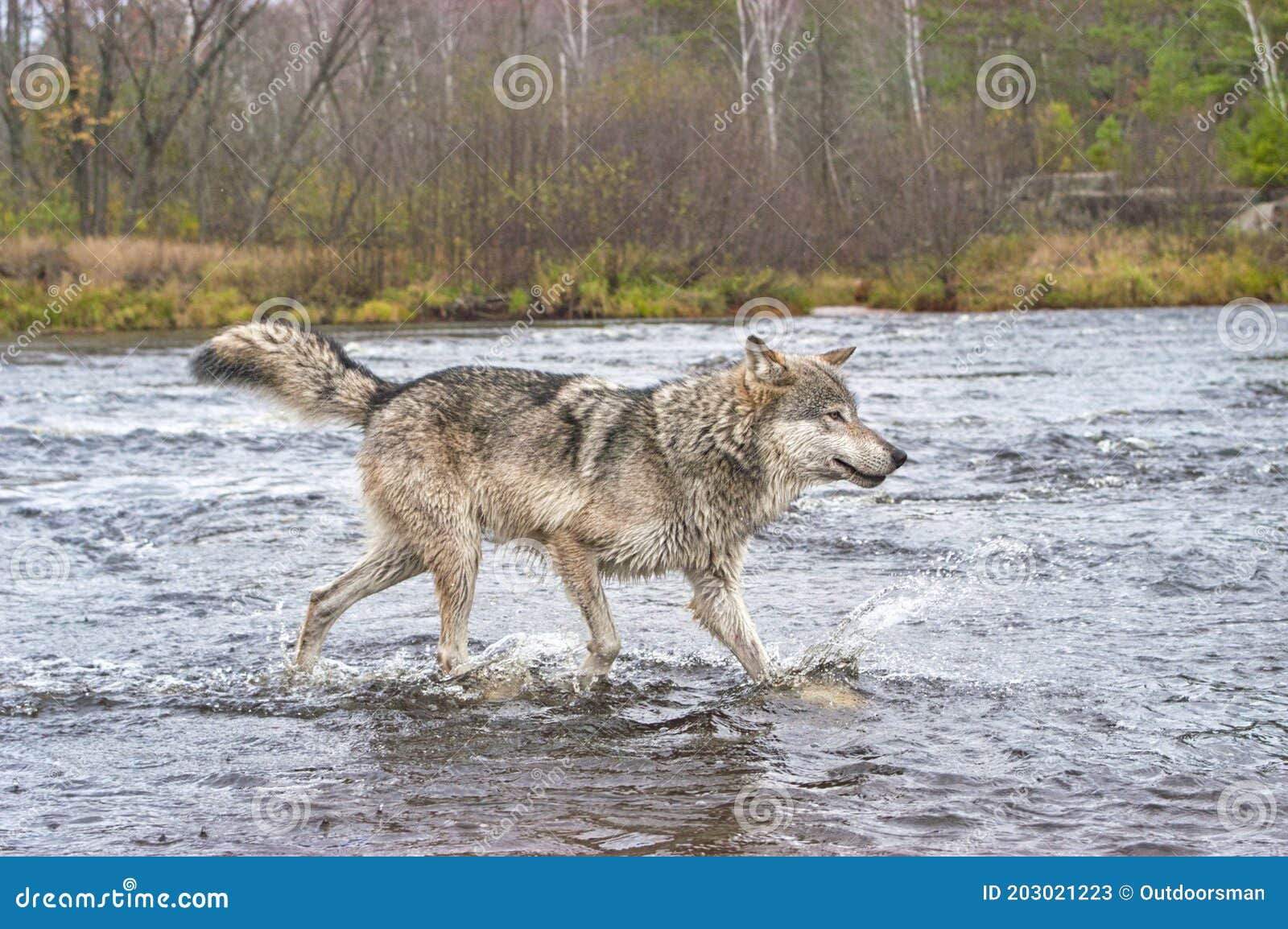 Gray wolf crossing river stock image. Image of timber - 203021223