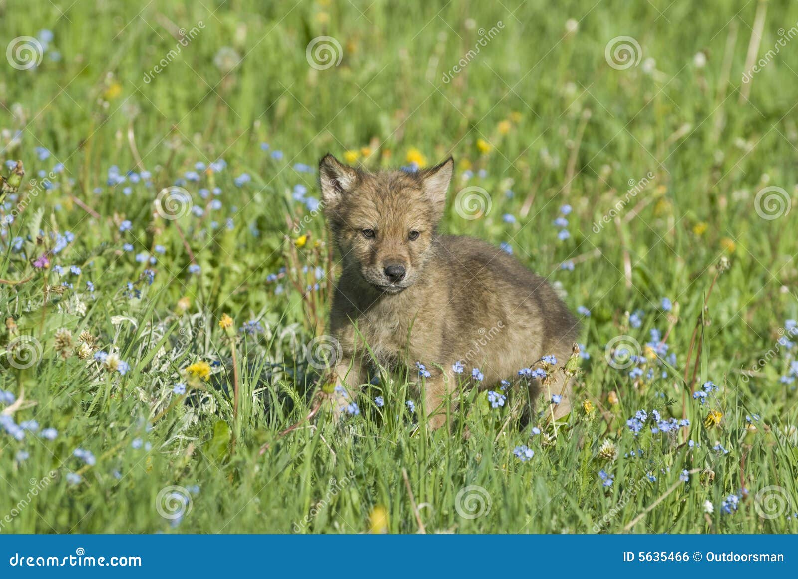 Gray wolf cub stock photo. Image of animal, cute, young - 5635466
