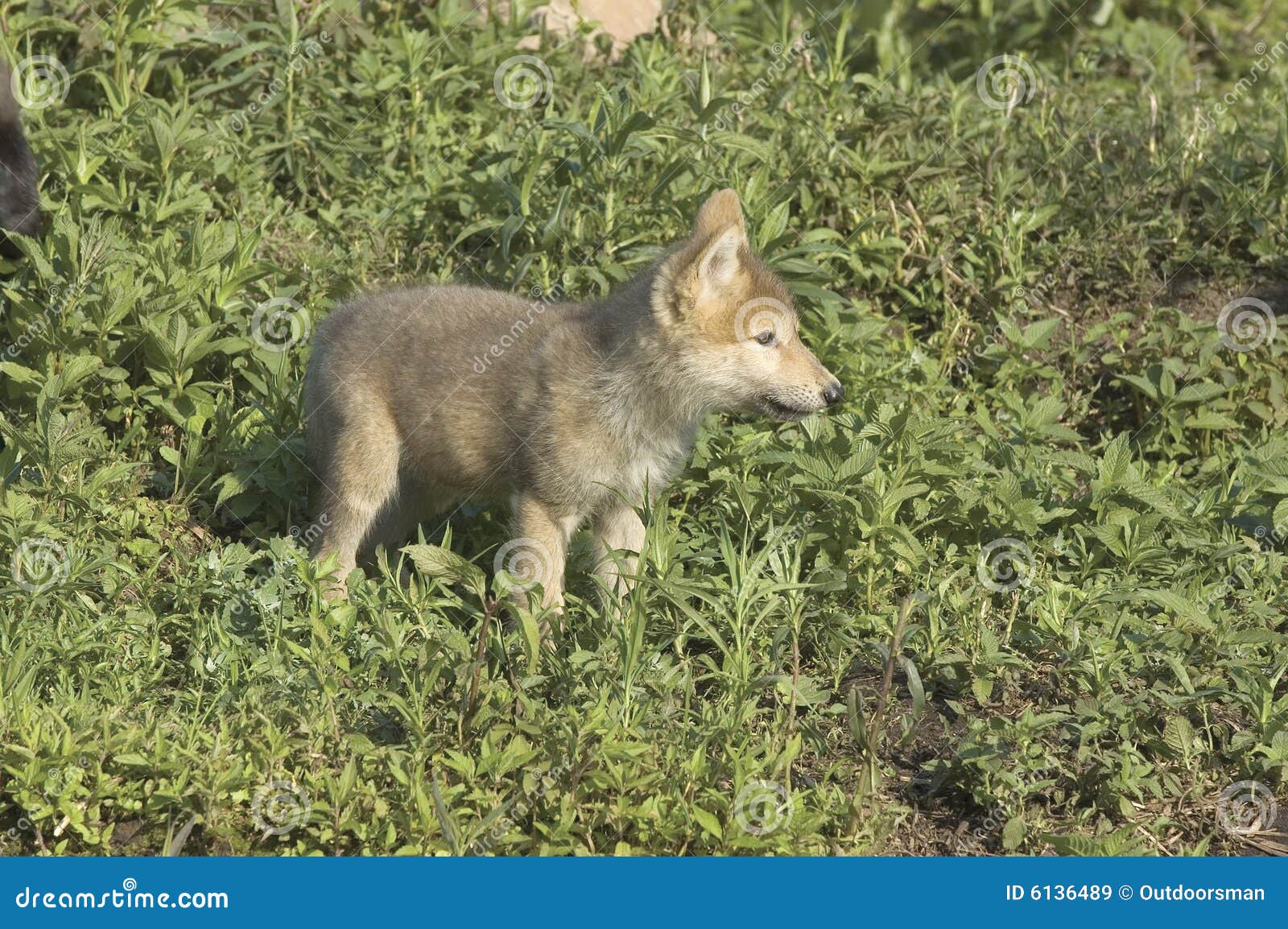Gray wolf cub stock image. Image of nature, wild, wildlife - 6136489