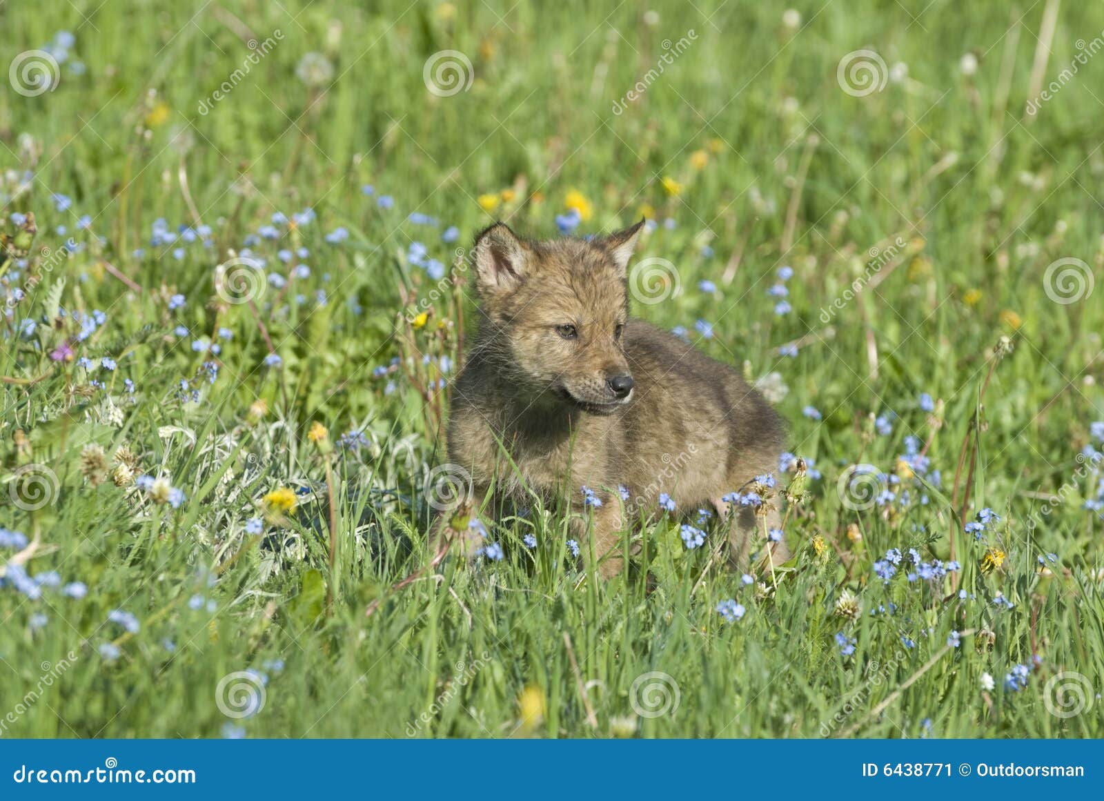 Gray wolf cub stock image. Image of spring, timber, nature - 6438771