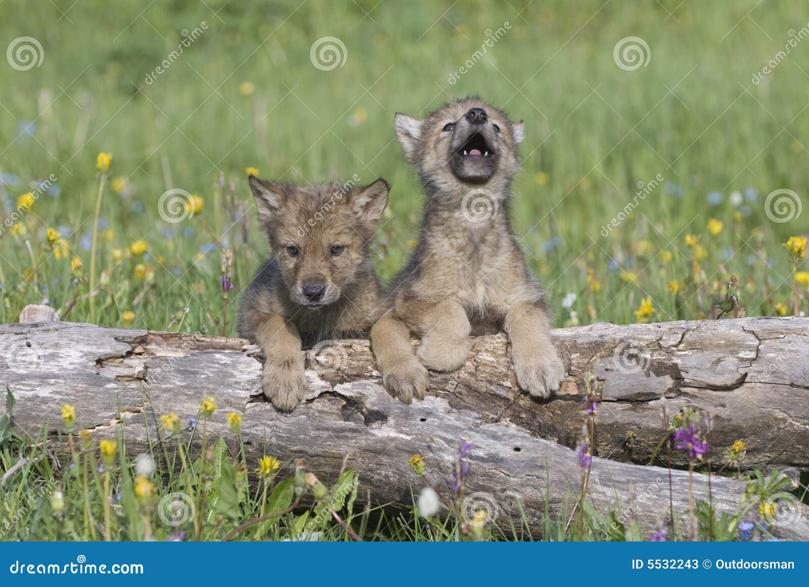 Gray wolf cubs stock image. Image of baby, cubs, animals - 5532243