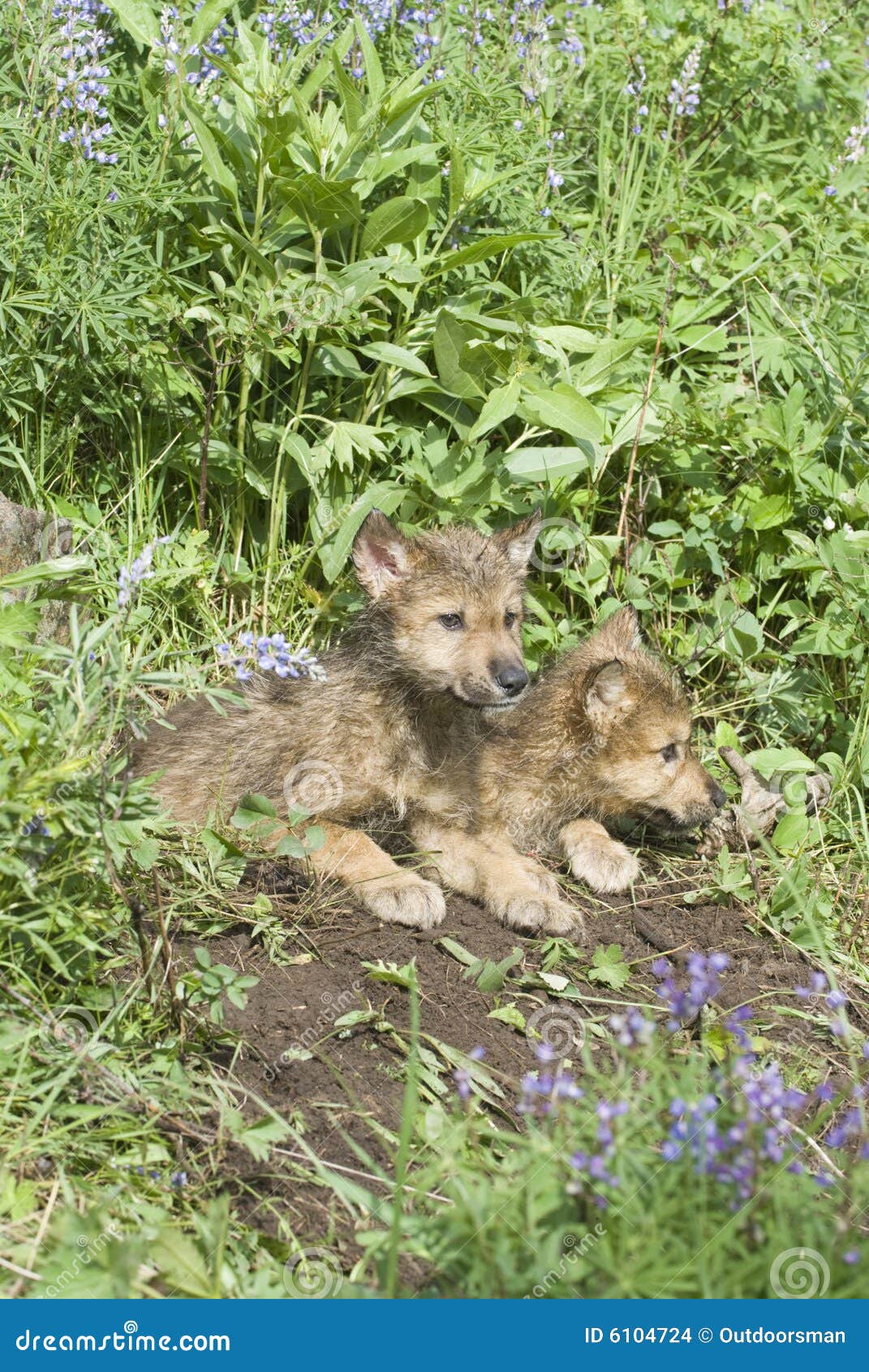 Gray wolf cubs stock photo. Image of wild, wolves, animal - 6104724