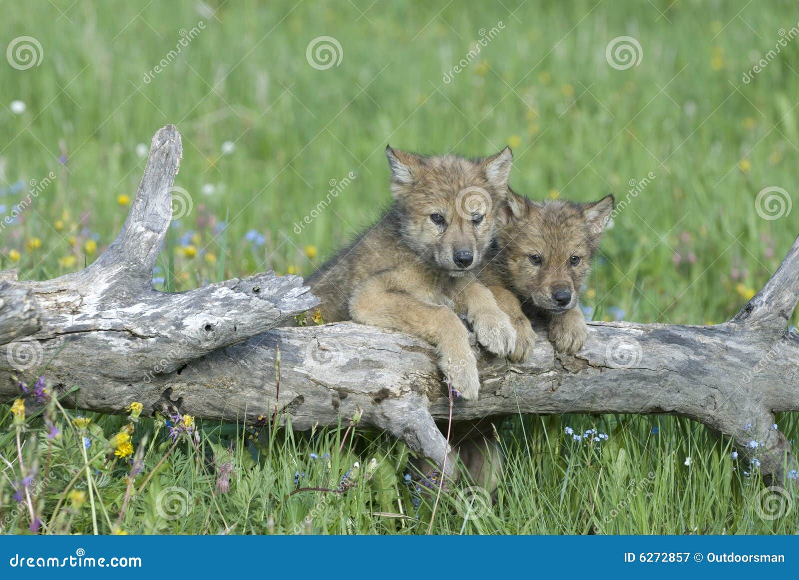 Gray Wolf Cubs Royalty Free Stock Photography - Image: 6272857