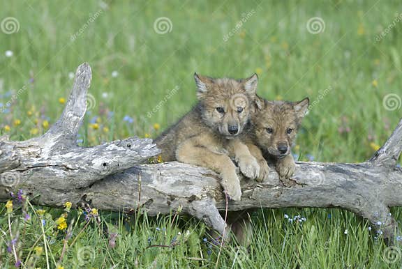 Gray wolf cubs stock image. Image of animal, nature, cubs - 6272857