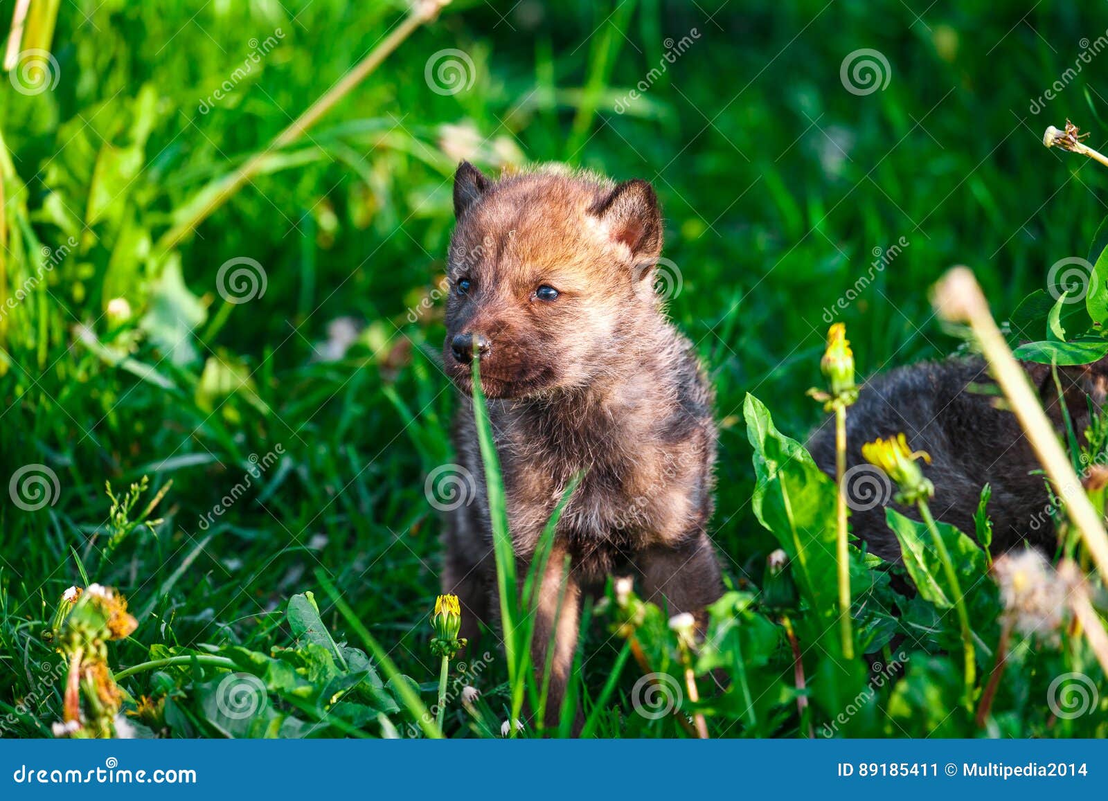 Gray Wolf Cubs in a Grass stock image. Image of young - 89185411