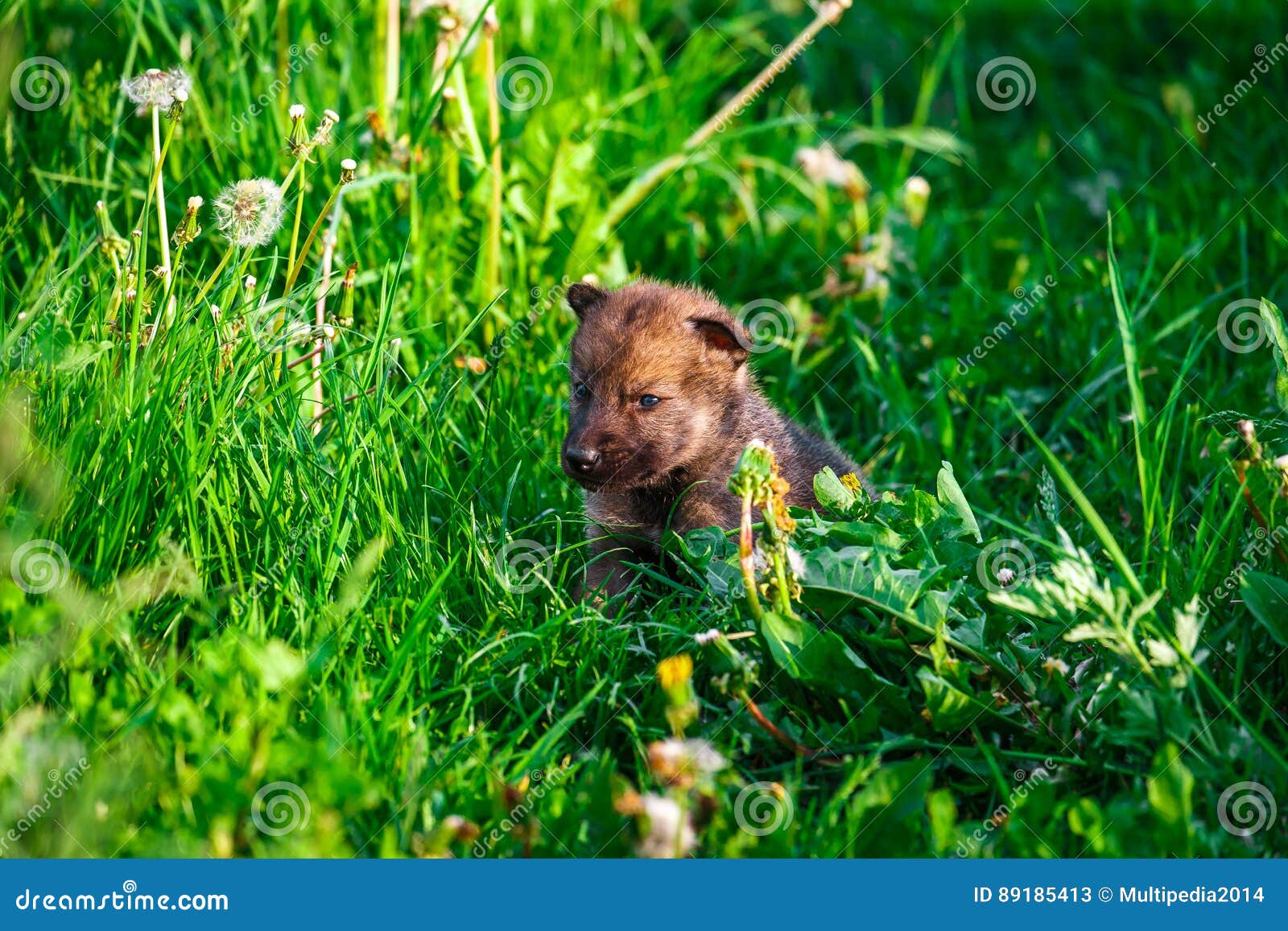 Gray Wolf Cubs in a Grass stock image. Image of lupus - 89185413