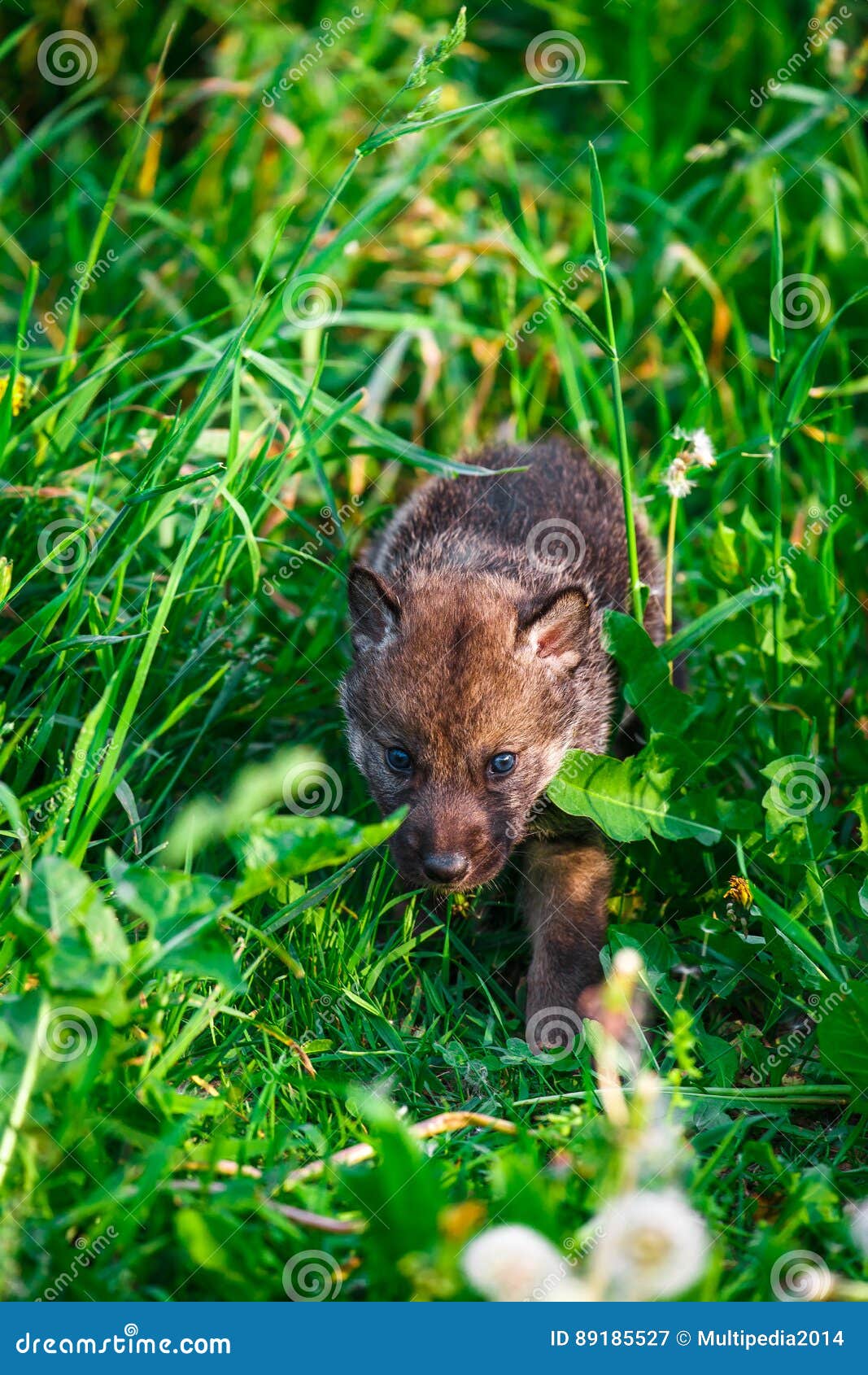 Gray Wolf Cubs in a Grass stock image. Image of mammal - 89185527