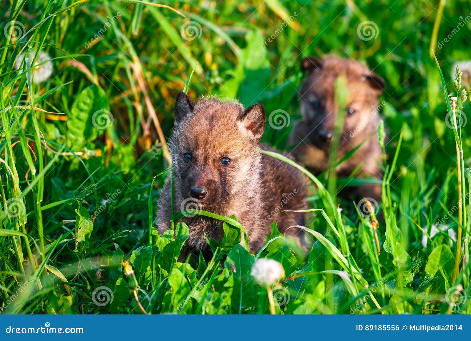 Gray Wolf Cubs in a Grass stock photo. Image of close - 89185556