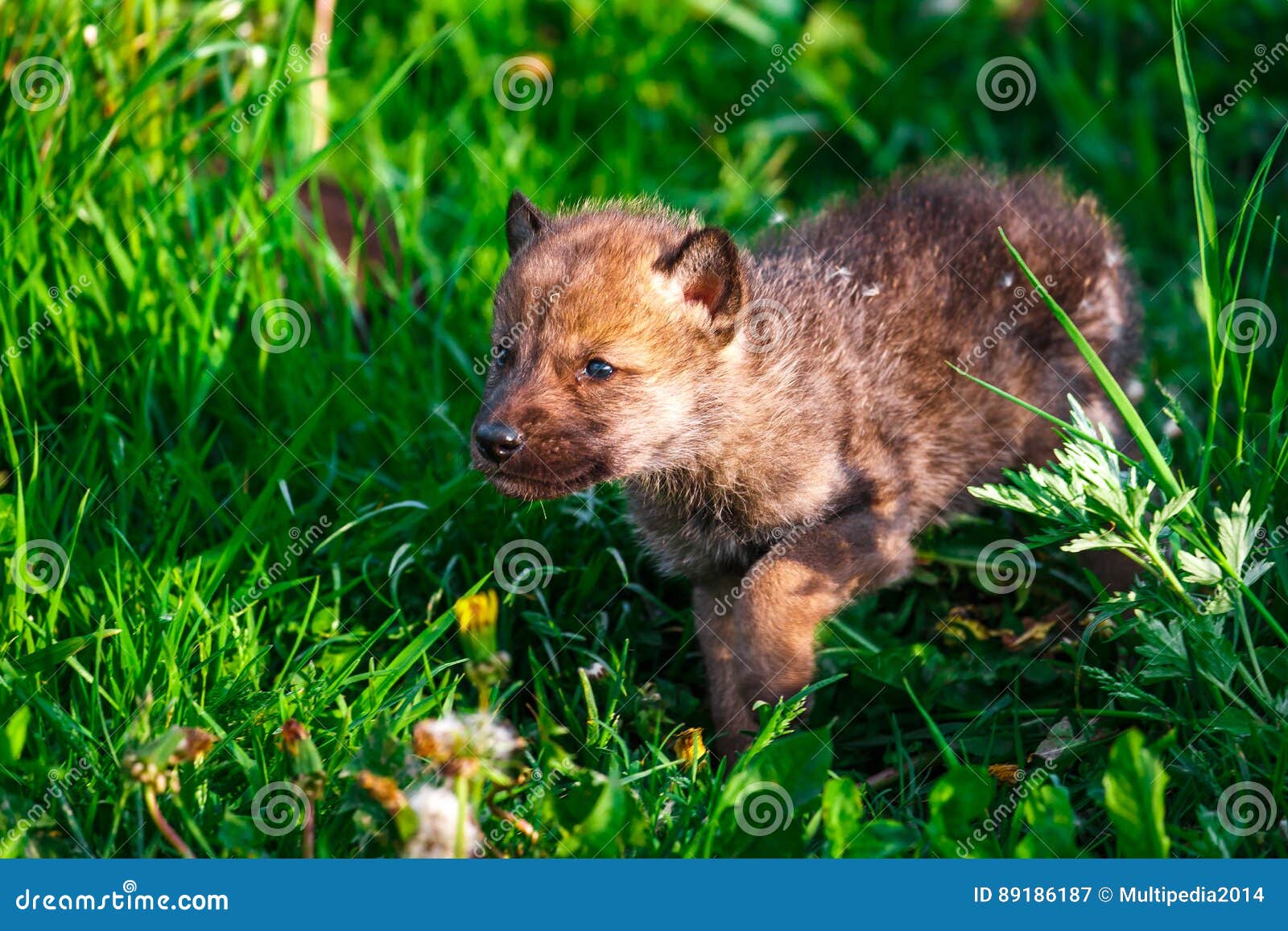 Gray Wolf Cubs in a Grass stock image. Image of wild - 89186187