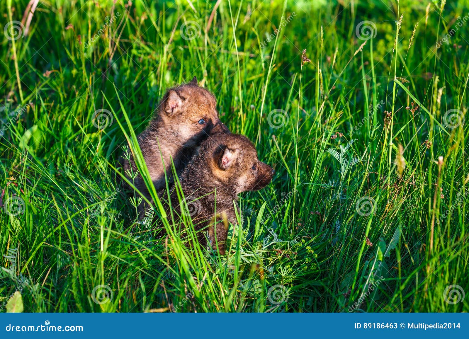 Gray Wolf Cubs in a Grass stock image. Image of mammal - 89186463
