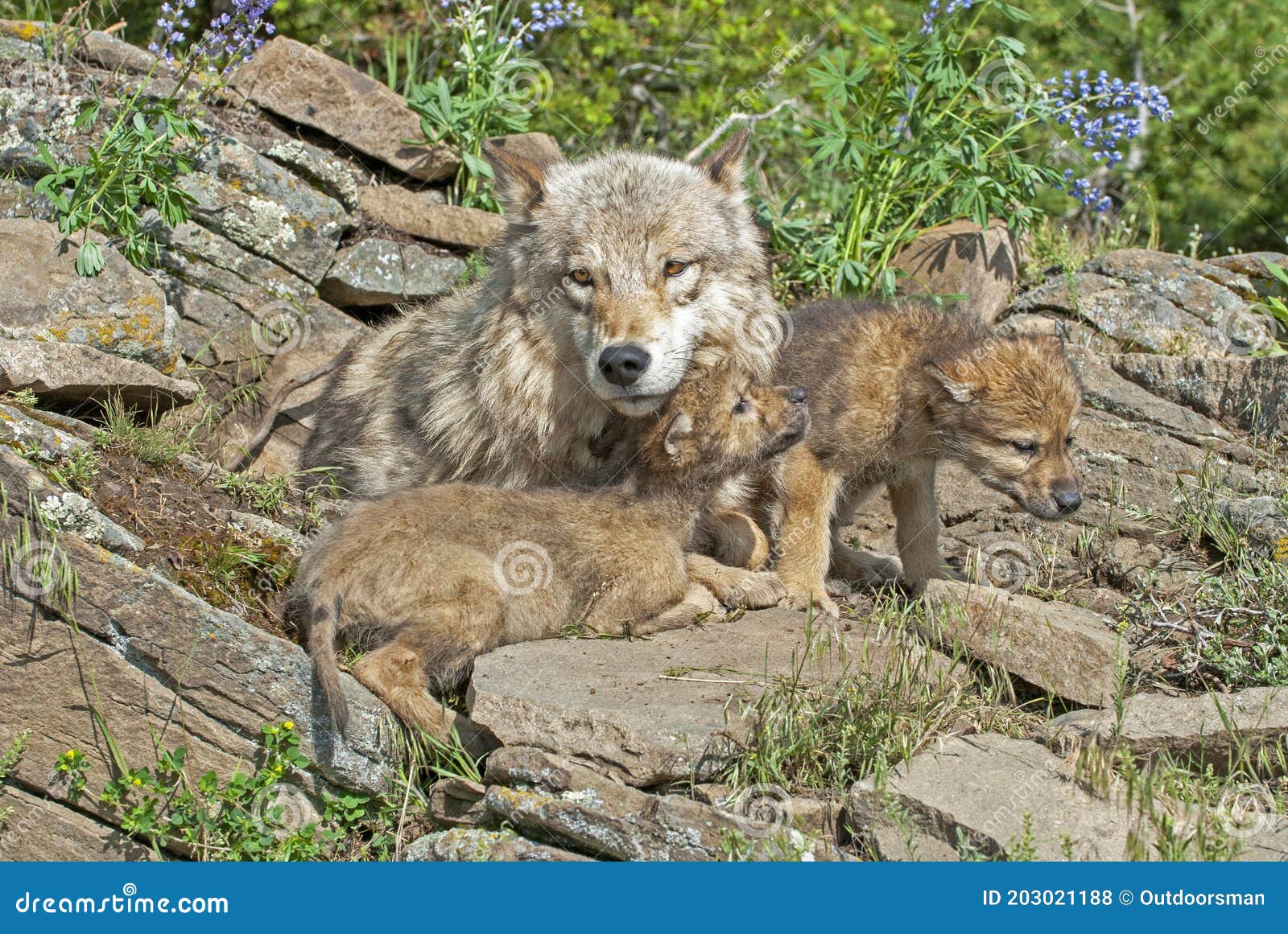 Gray wolf with cubs stock photo. Image of lupus, wold - 203021188