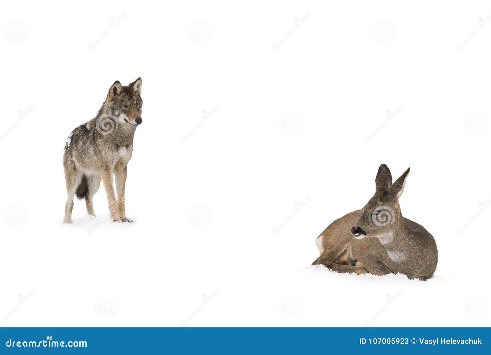 Grey Wolf Hunting Deer