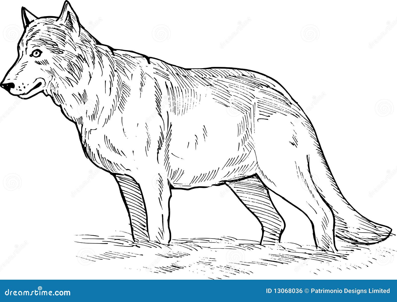 Gray Wolf Timber Wolf Or Western Wolf, Hand Drawn Doodle, Sketch ...
