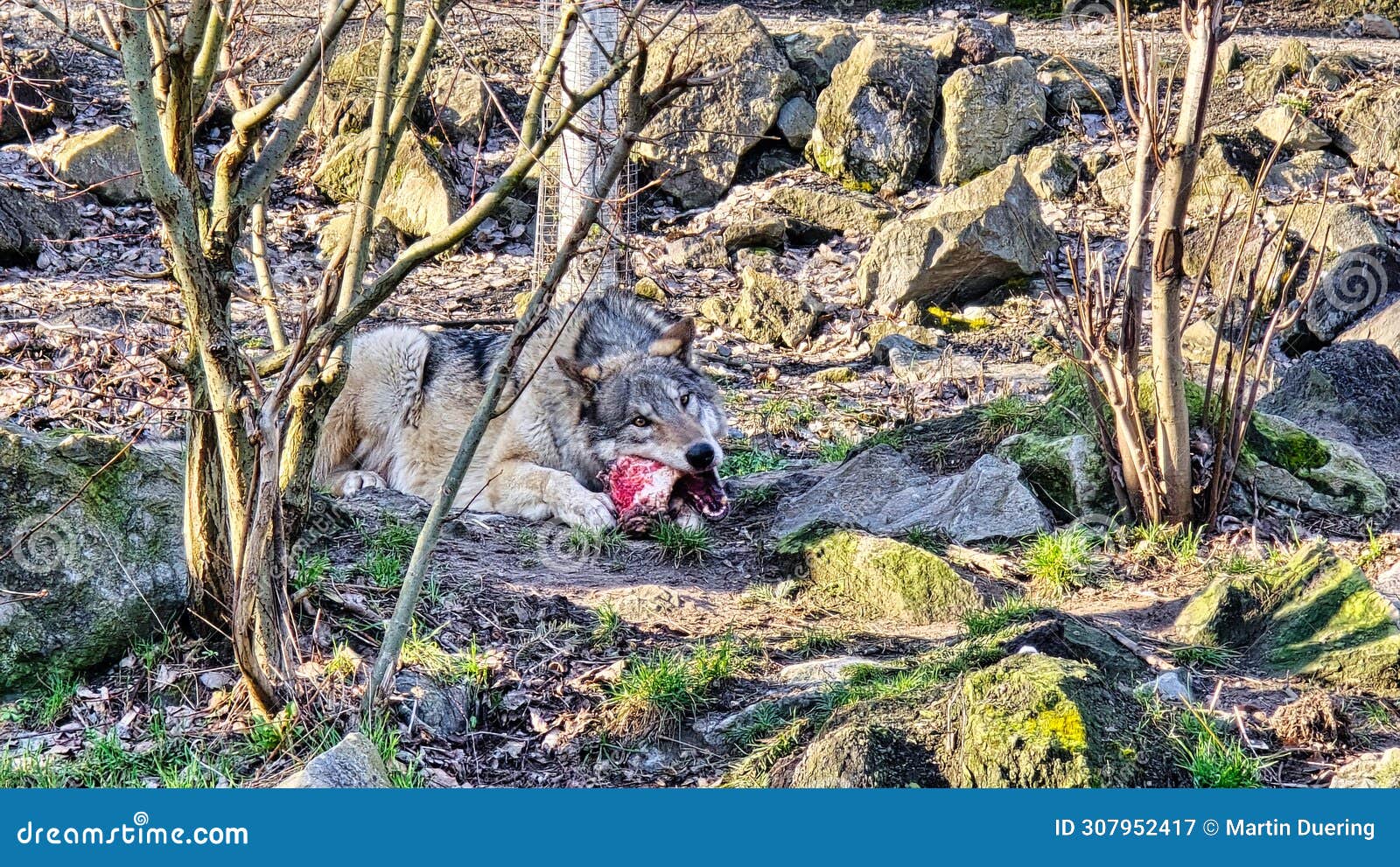Gray Wolf Eats Meat in the Forest with Its Mouth Open Chewing Stock ...