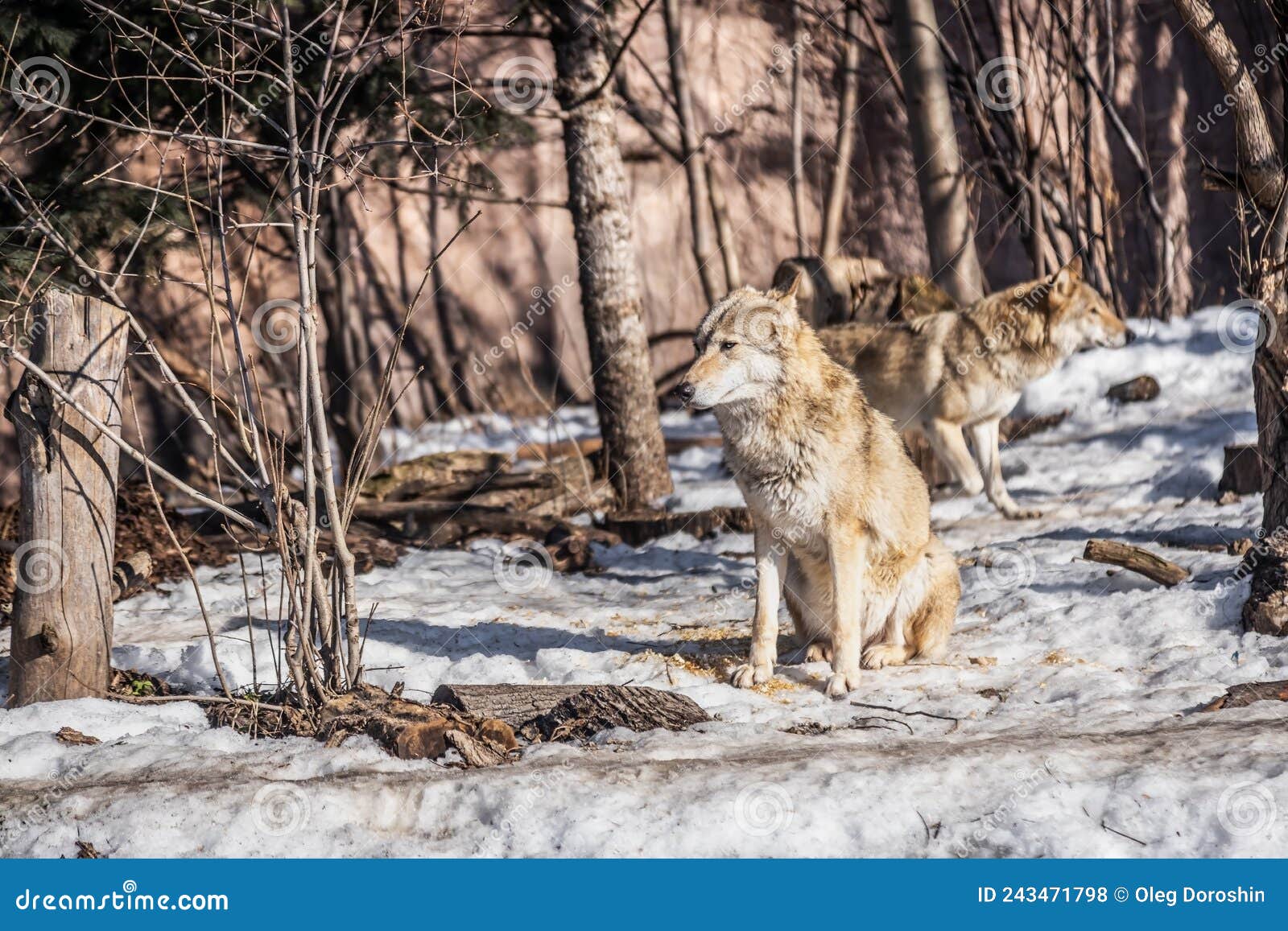 Gray Wolf or Eurasian Wolf, a Common Predator on the Territory of ...