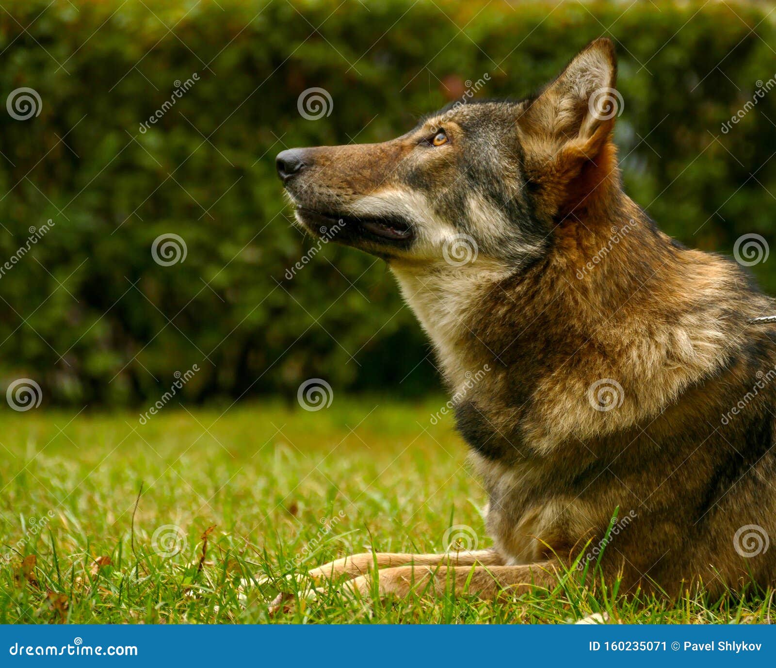 Wolf Face Close Up stock image. Image of portrait, creature - 160235071