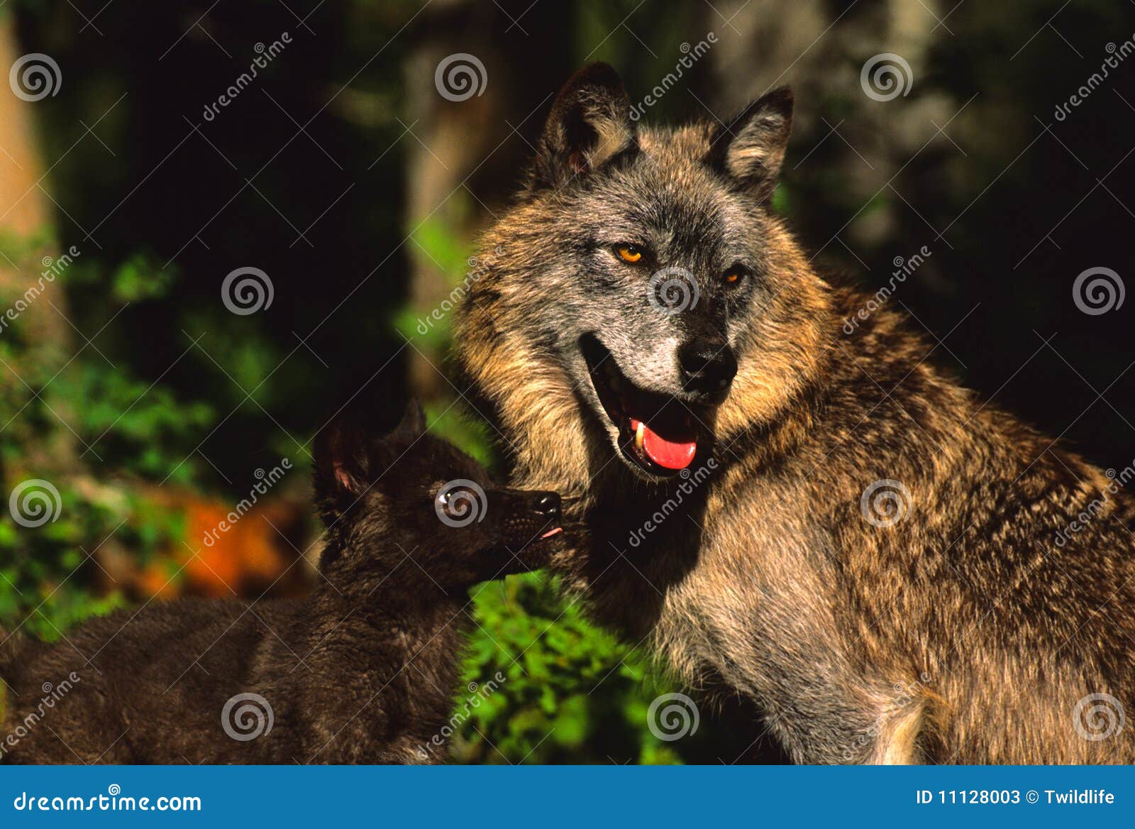 Gray Wolf Female and Young Interacting Stock Image - Image of nose ...