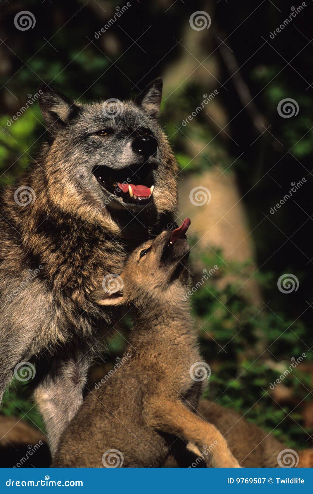Gray Wolf Female and Young Interacting Stock Image - Image of head ...