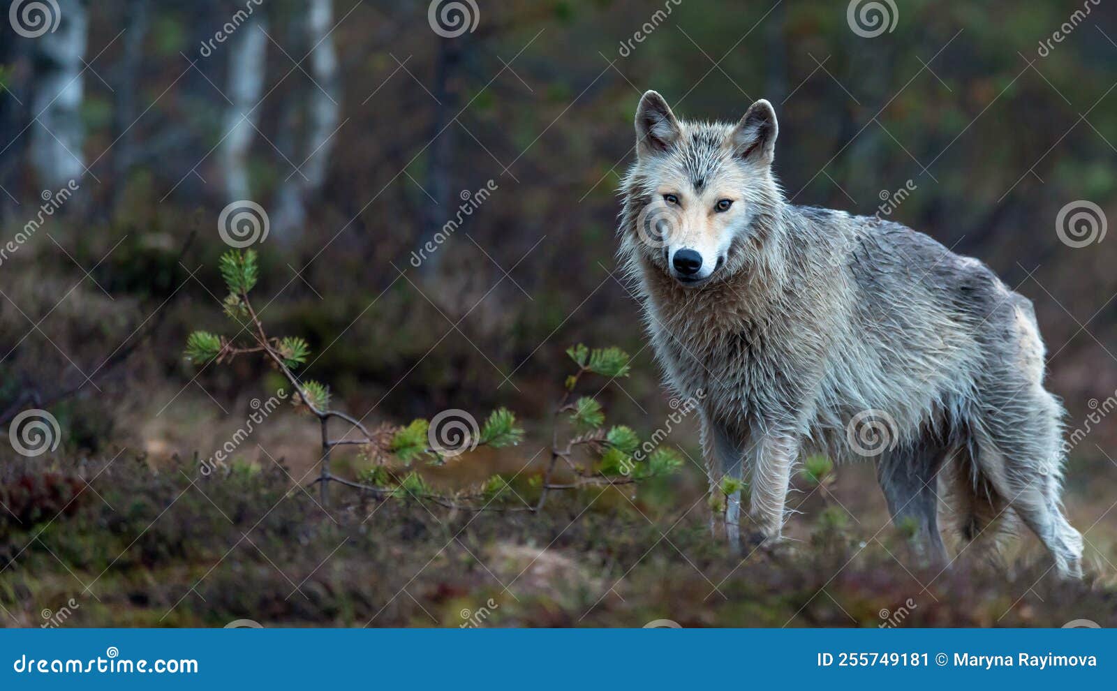 Gray wolf in the forest stock image. Image of environment - 255749181