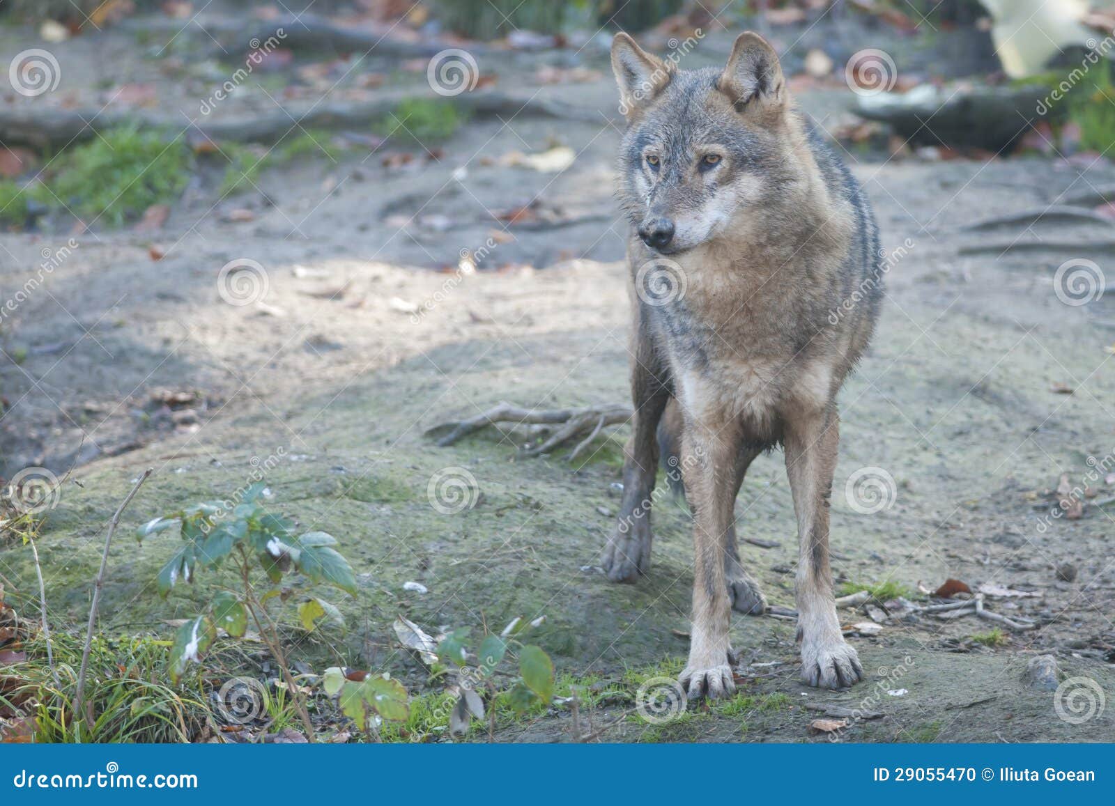 Gray Wolf in forest stock photo. Image of romania, forest - 29055470