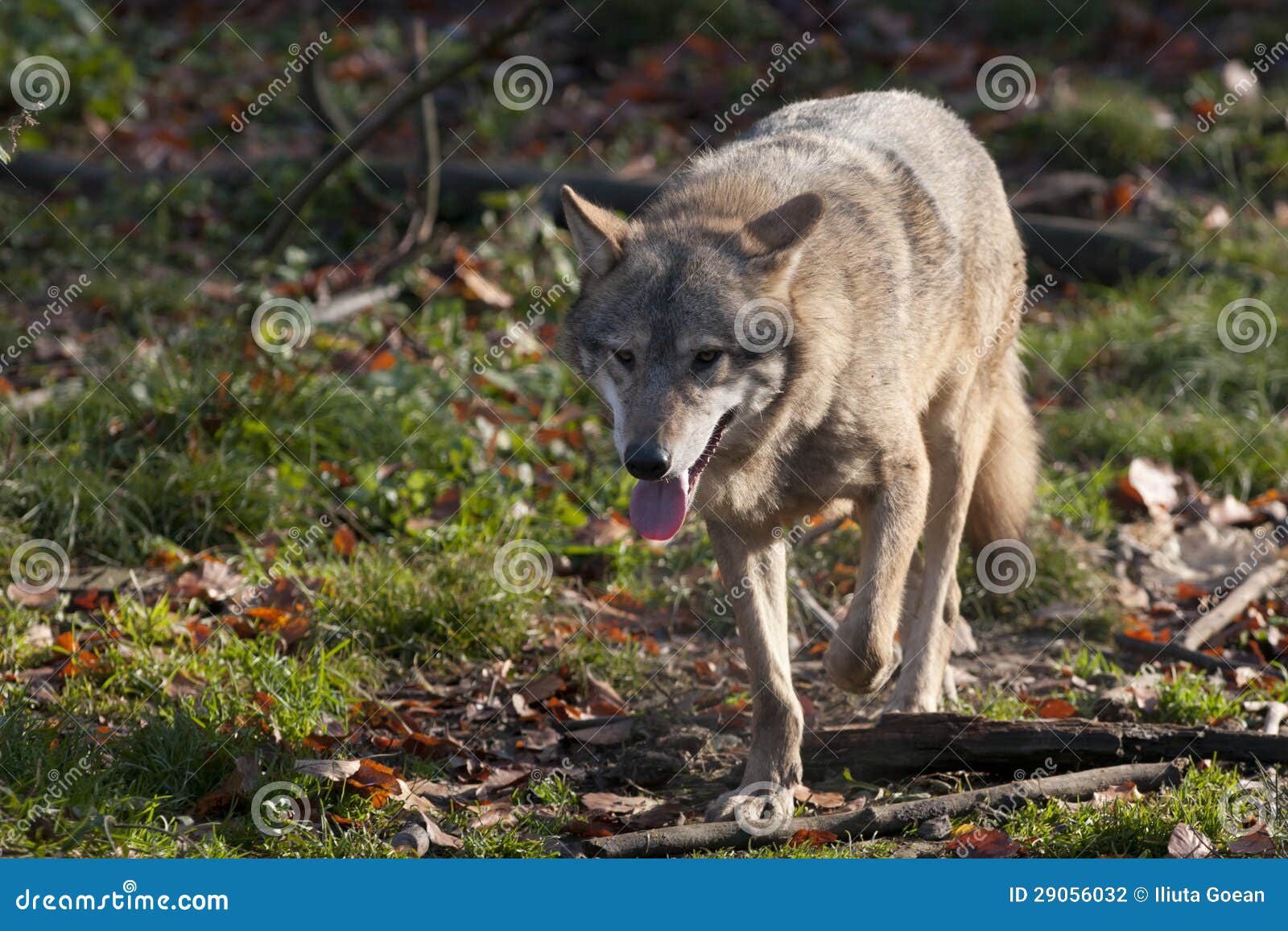 Gray Wolf in forest stock photo. Image of animal, autumn - 29056032