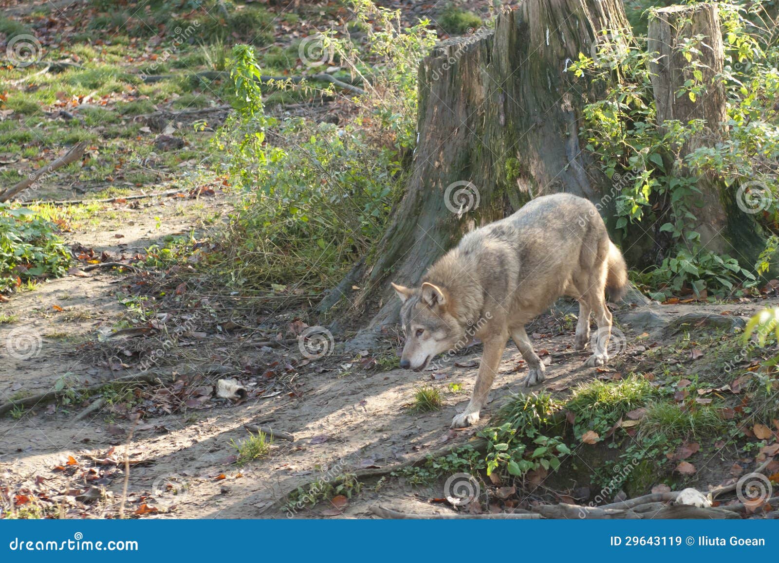 Gray Wolf in forest stock image. Image of mammal, wood - 29643119