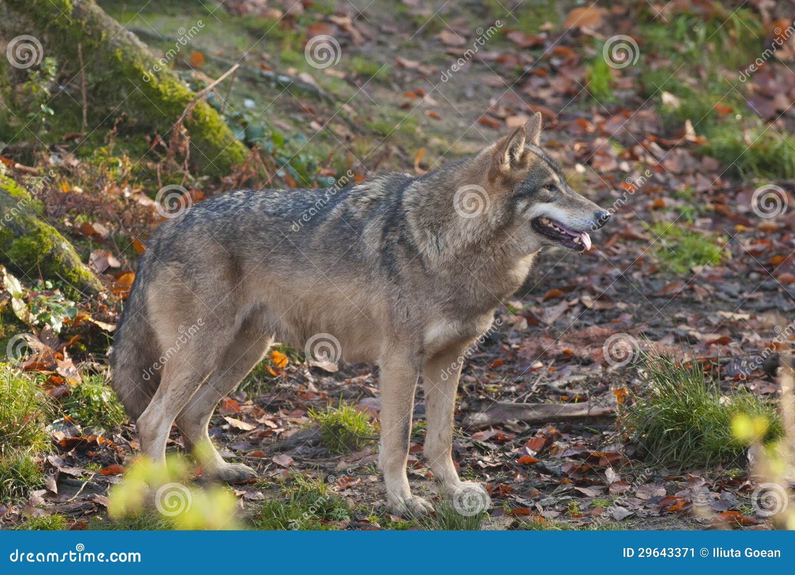 Gray Wolf in forest stock image. Image of mammal, wild - 29643371