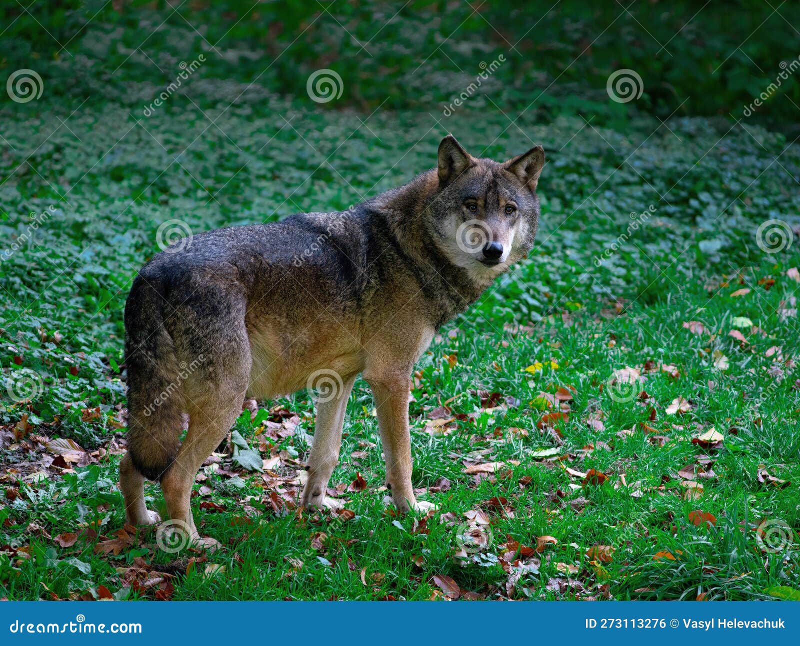 Gray wolf in forest listen stock photo. Image of beautiful - 273113276