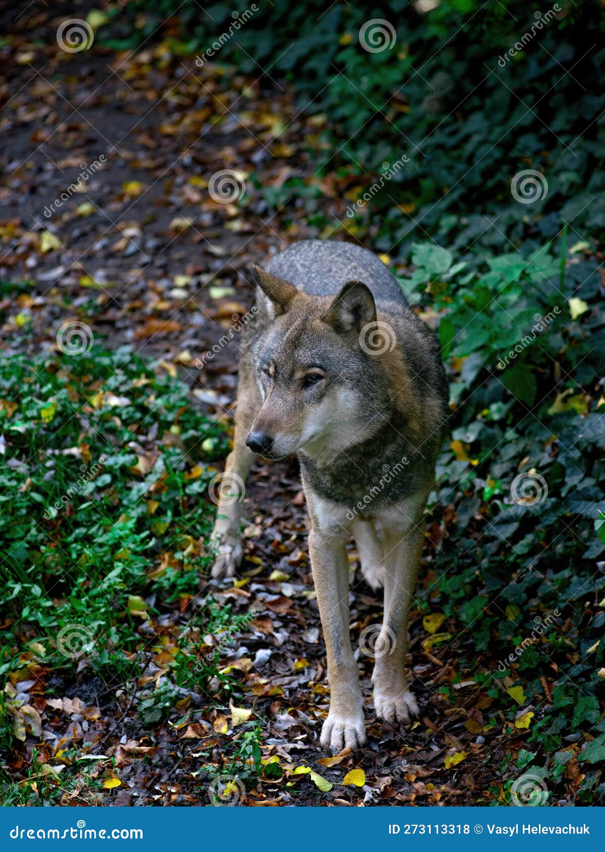 Gray wolf in forest listen stock photo. Image of predators - 273113318