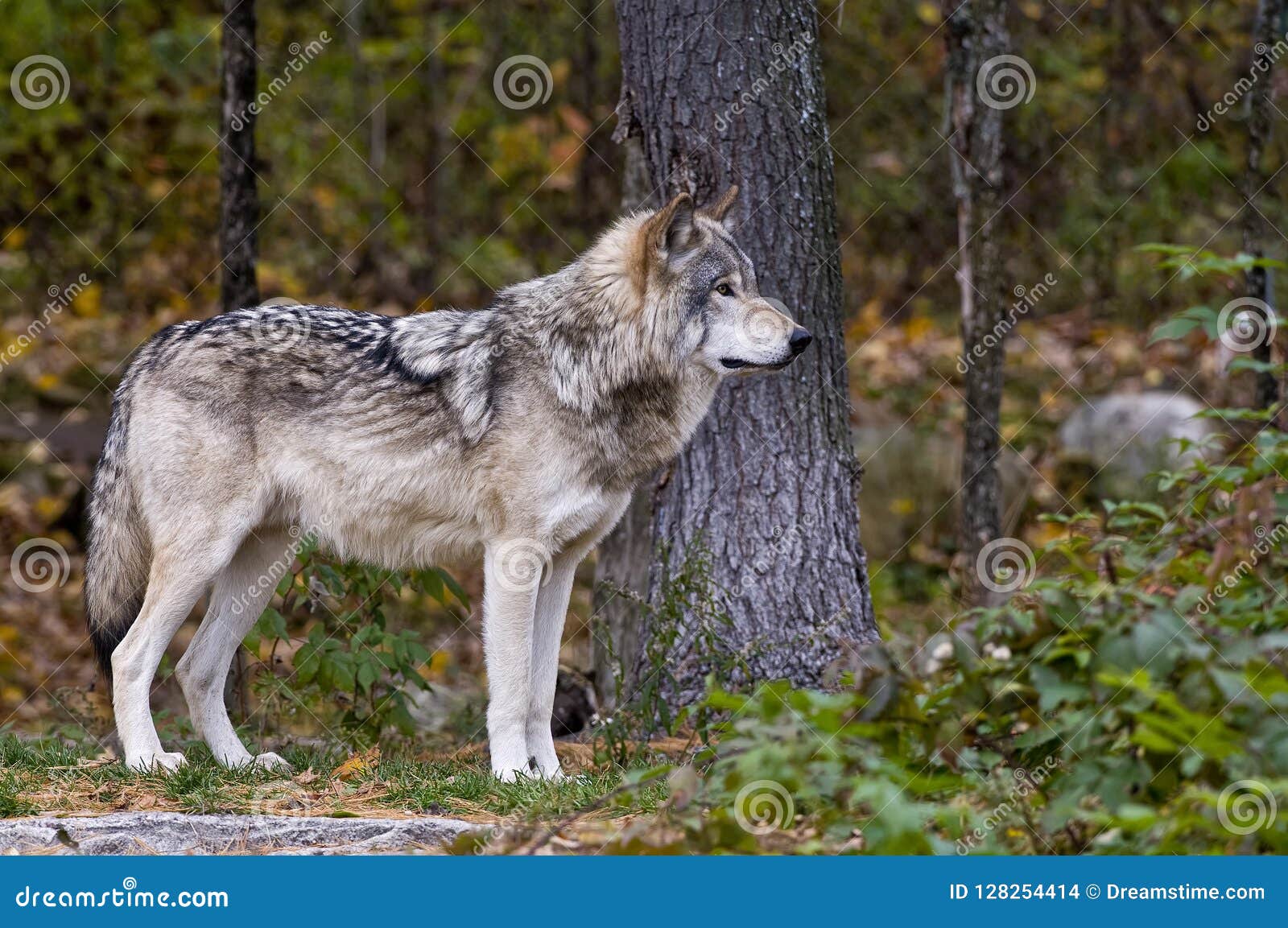 Gray Wolf in Forest Looking Right Naast Boom, Stock Foto - Image of ...