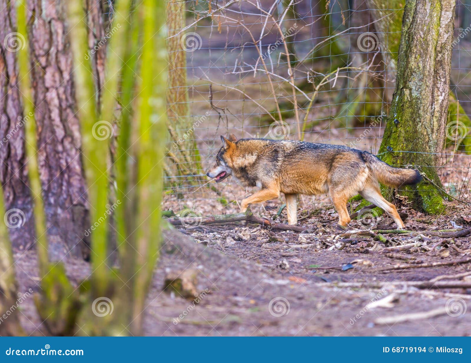 Gray wolf in forest stock photo. Image of mammal, outdoors - 68719194