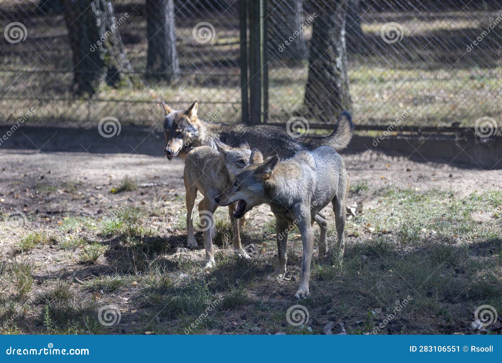 Gray wolf in the forest stock image. Image of mammal - 283106551