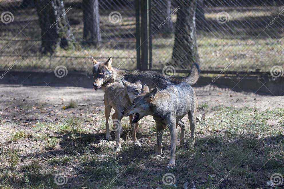 Gray wolf in the forest stock image. Image of mammal - 283106551