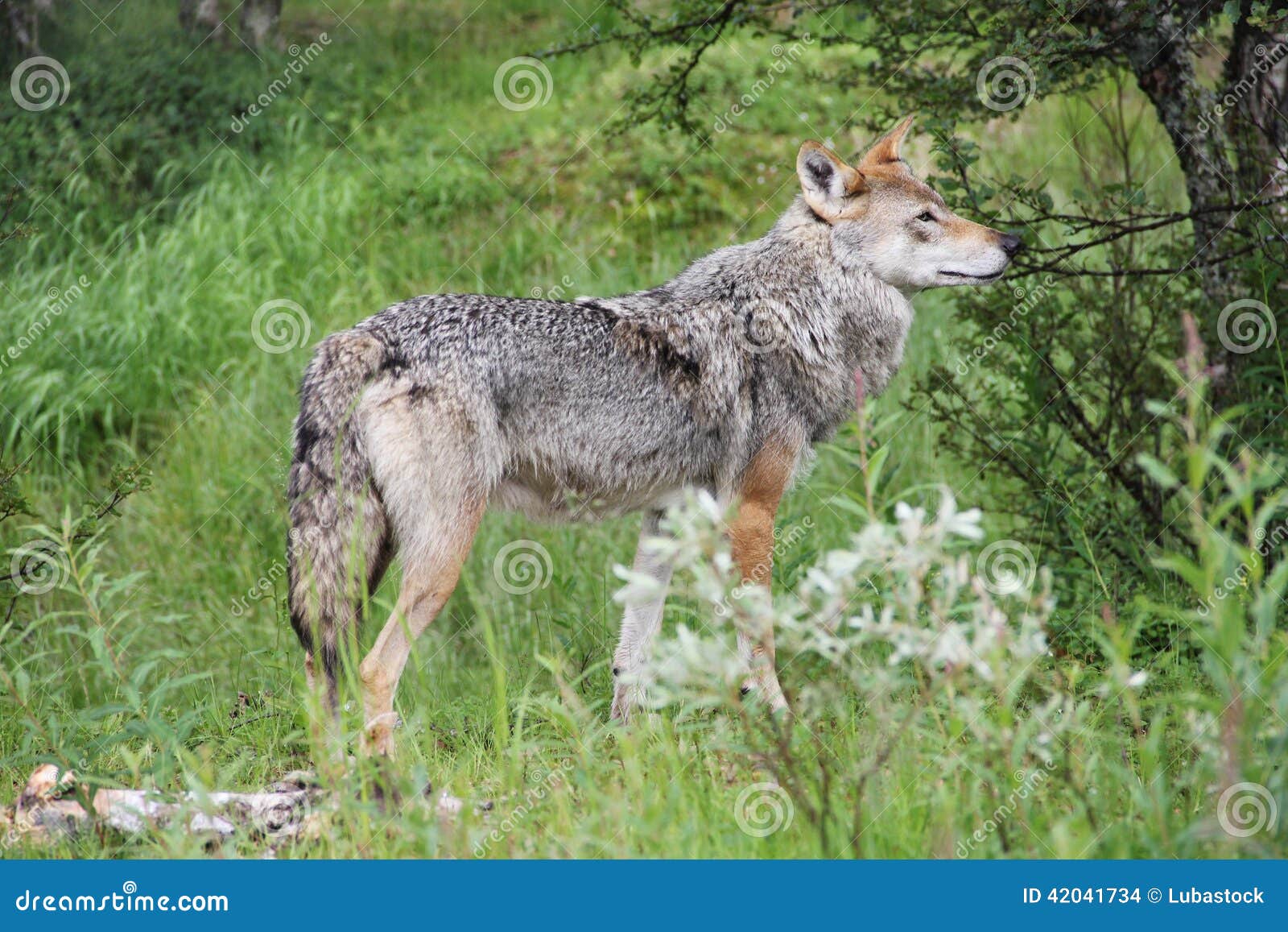 Gray Wolf in forest stock photo. Image of lupus, fall - 42041734