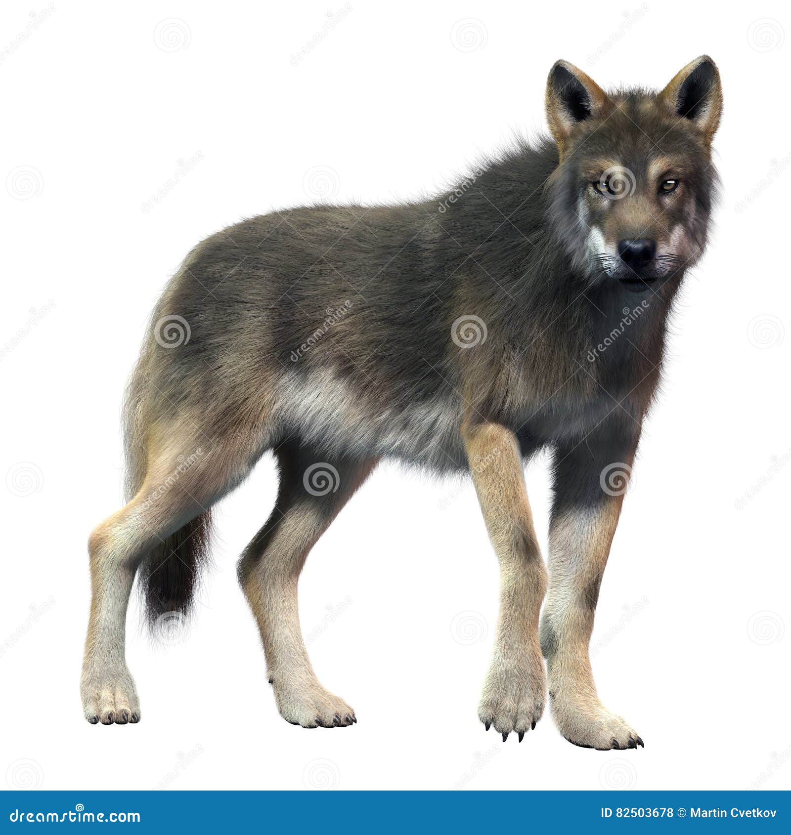 Gray Wolf Front fotografia stock. Immagine di dettagliato - 82503678