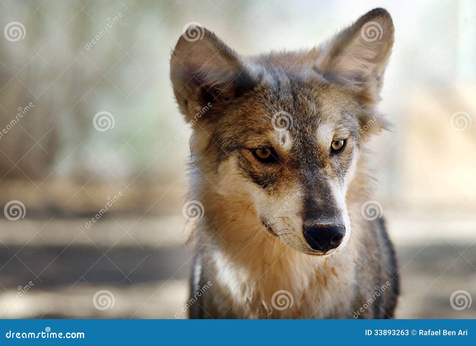 Gray wolf stock image. Image of scare, dangerous, horrific - 33893263