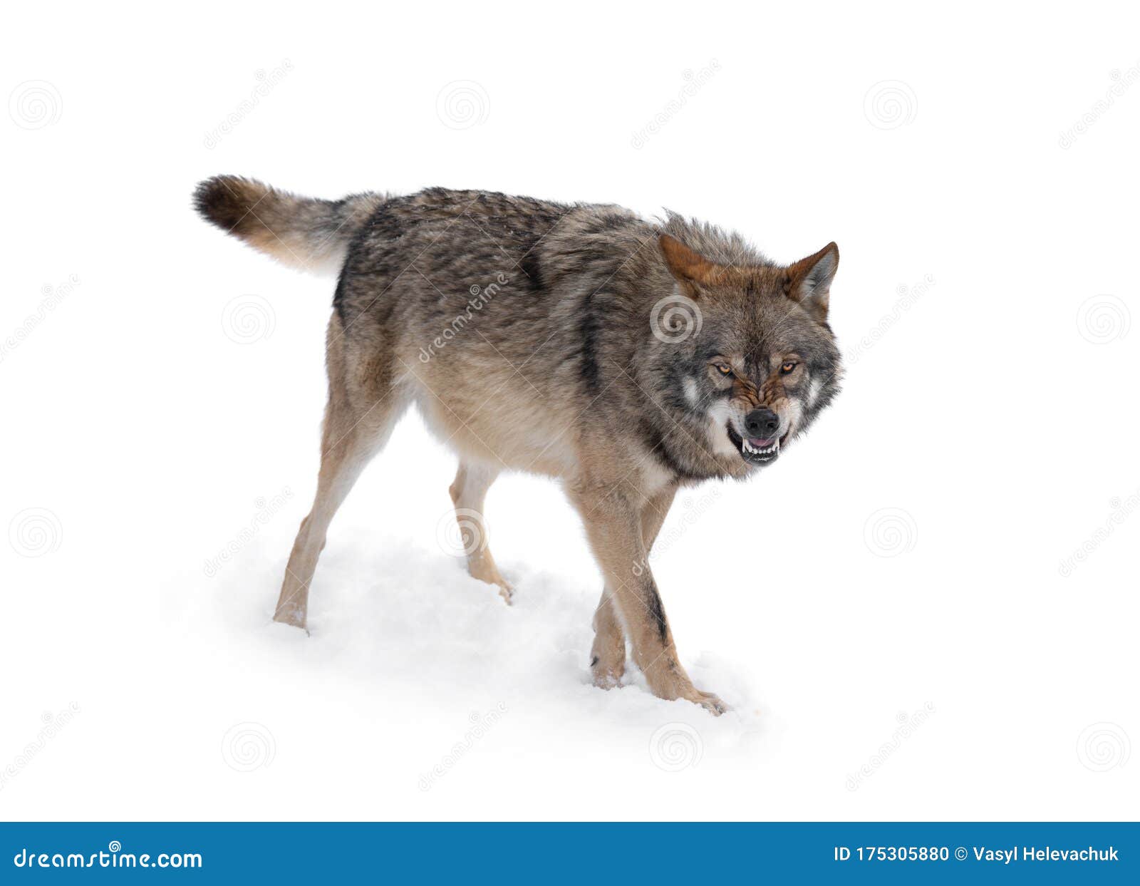 Wolf Snarling White Background Stock Photos - Free & Royalty-Free Stock ...