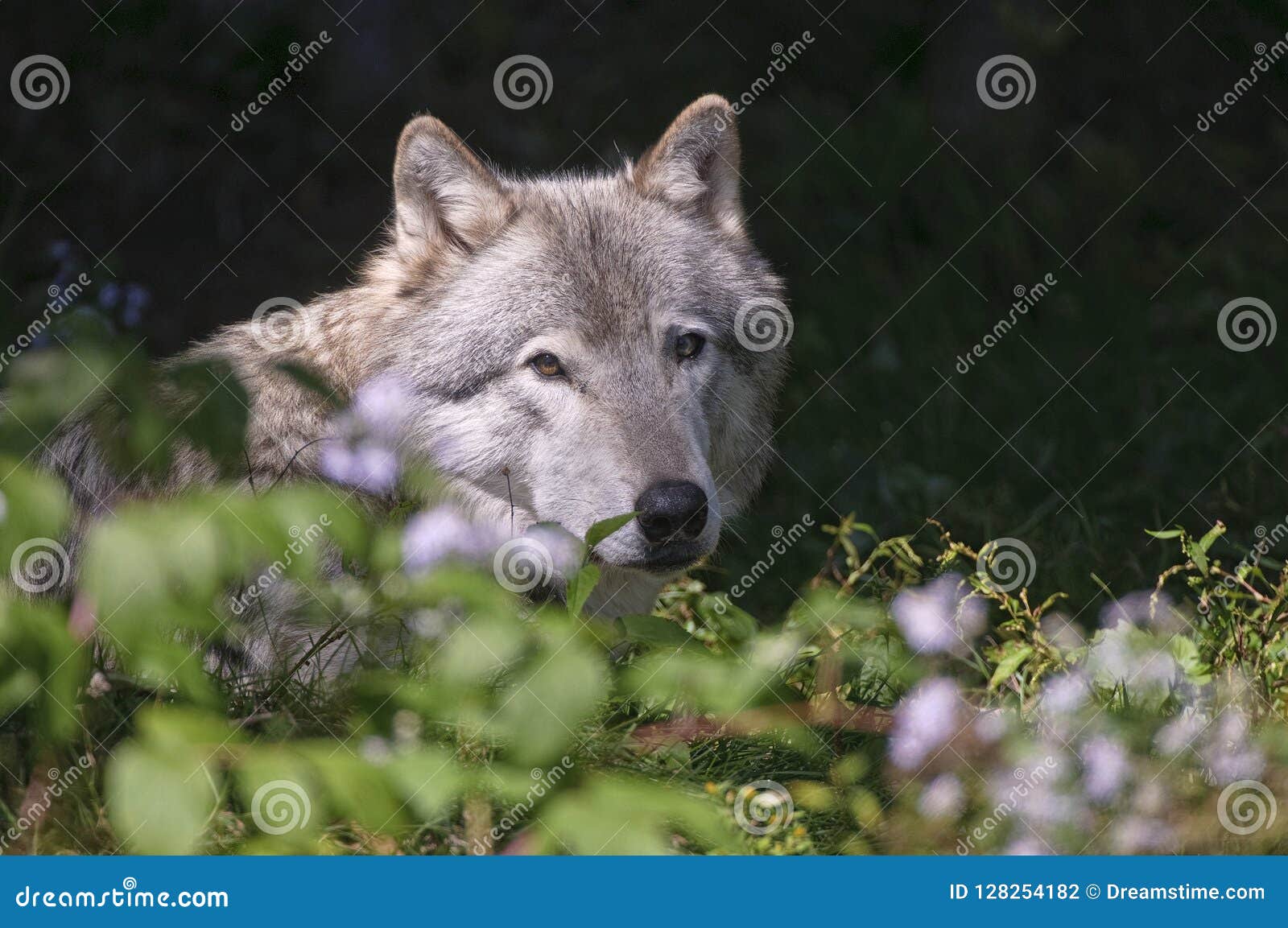 Gray Wolf Head Shot into Camera Stock Photo - Image of straight, shrubs ...
