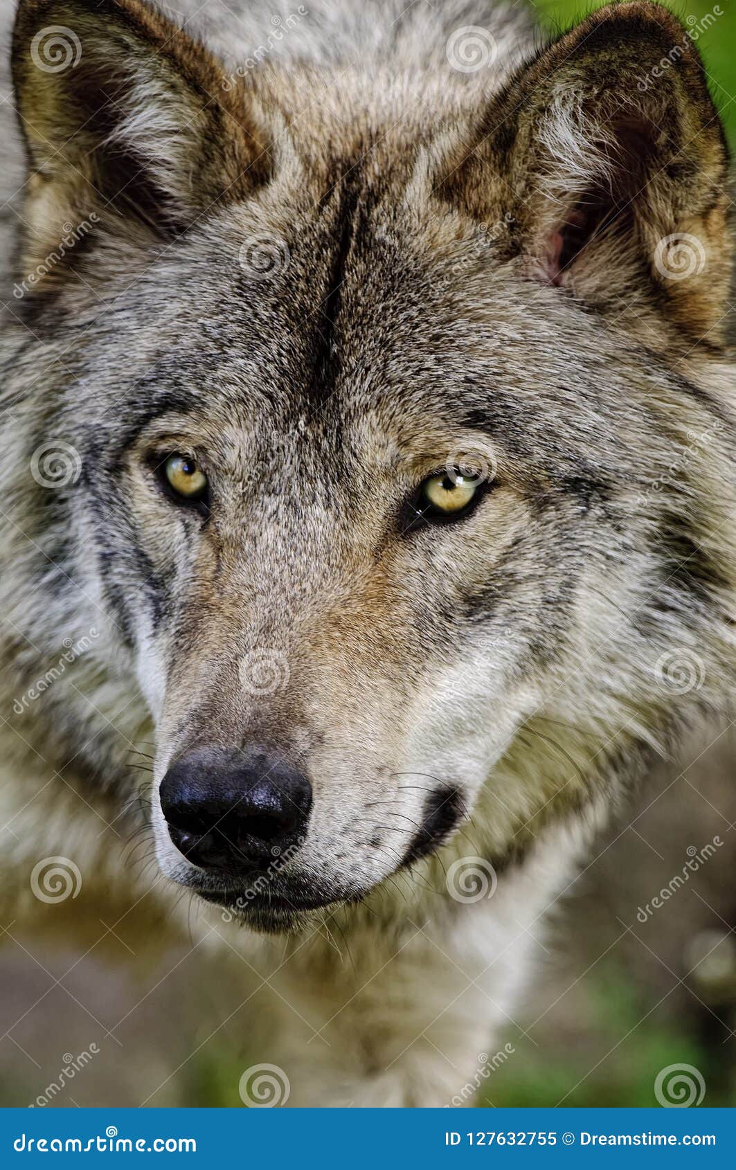Gray Wolf Head Shot stock image. Image of animal, looking - 127632755