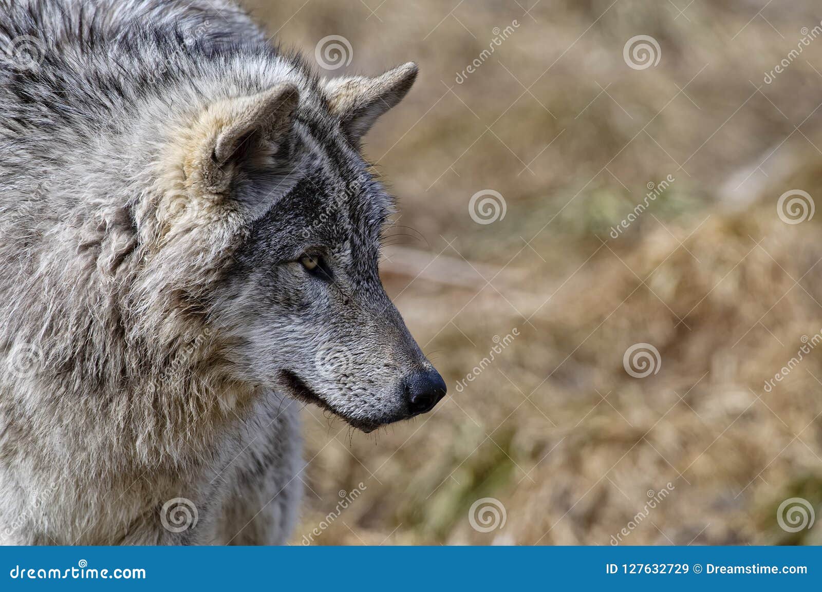 Gray Wolf Head Shot Looking Right Stock Image - Image of together ...