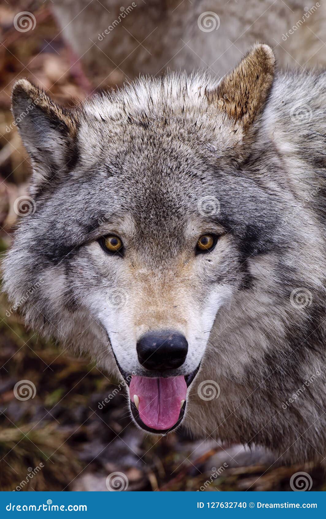 Gray Wolf Head Shot stock photo. Image of photograph - 127632740