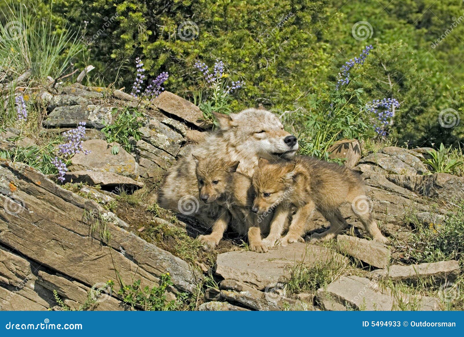 Gray wolf with her cubs stock image. Image of mother, family - 5494933