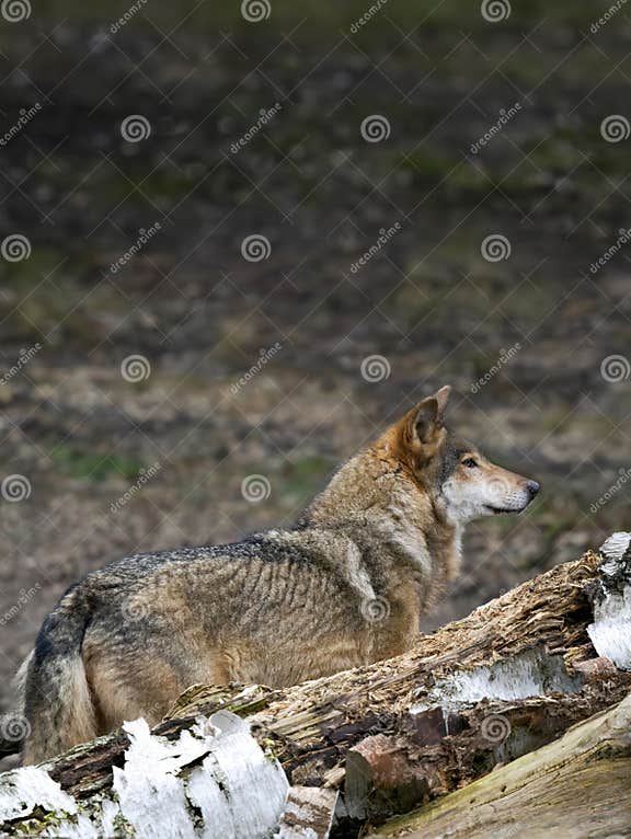 Gray Wolf Hiding Behind the Trees in Forest Stock Photo - Image of ...