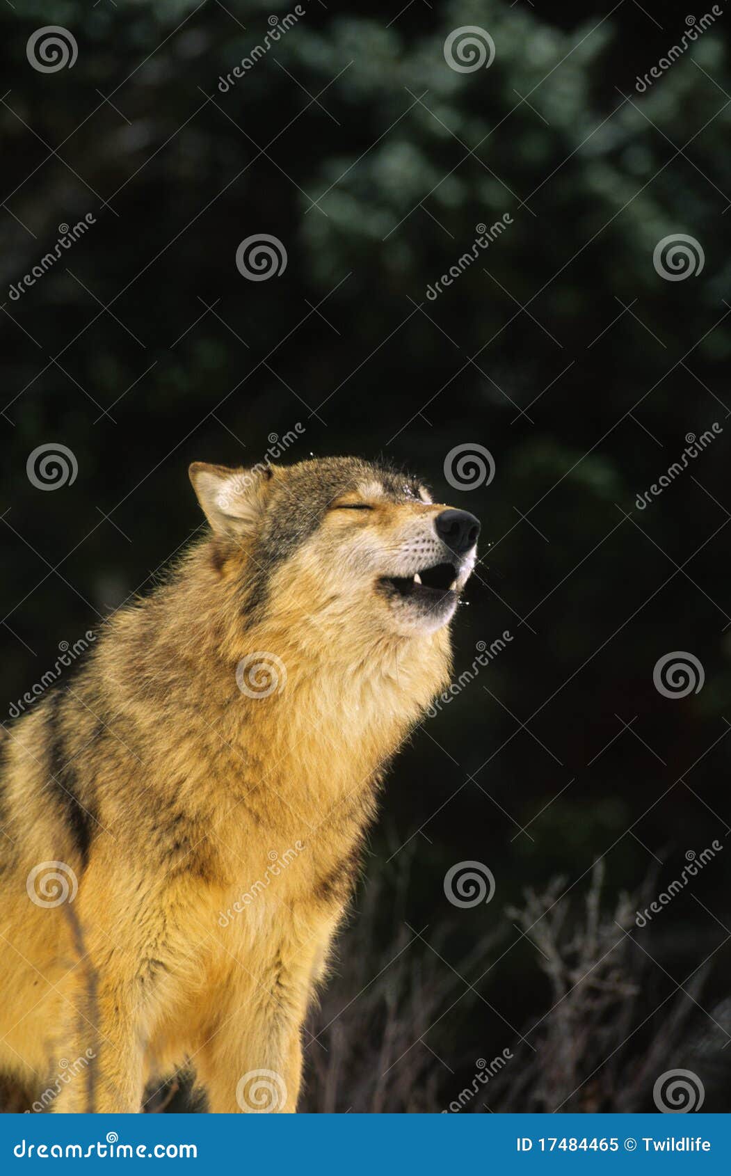Gray Wolf Howling stock image. Image of hunter, carnivore - 17484465
