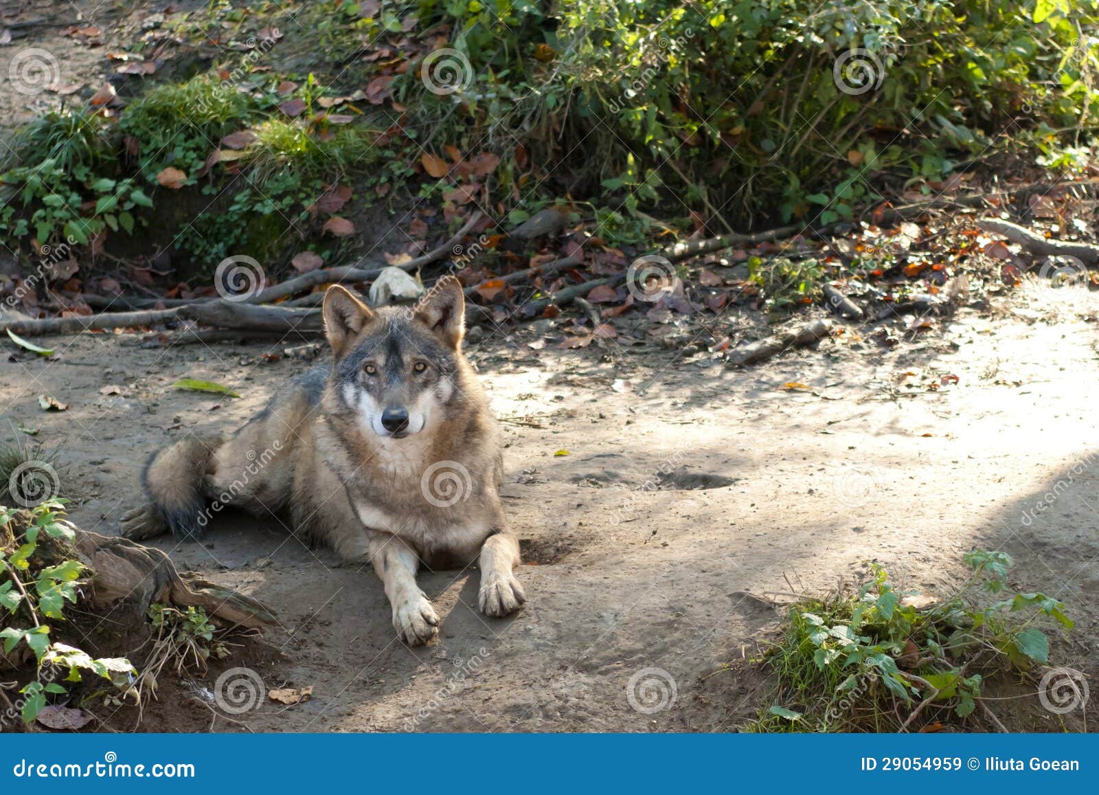 Gray Wolf Laid stock image. Image of mountain, fall, wolf - 29054959