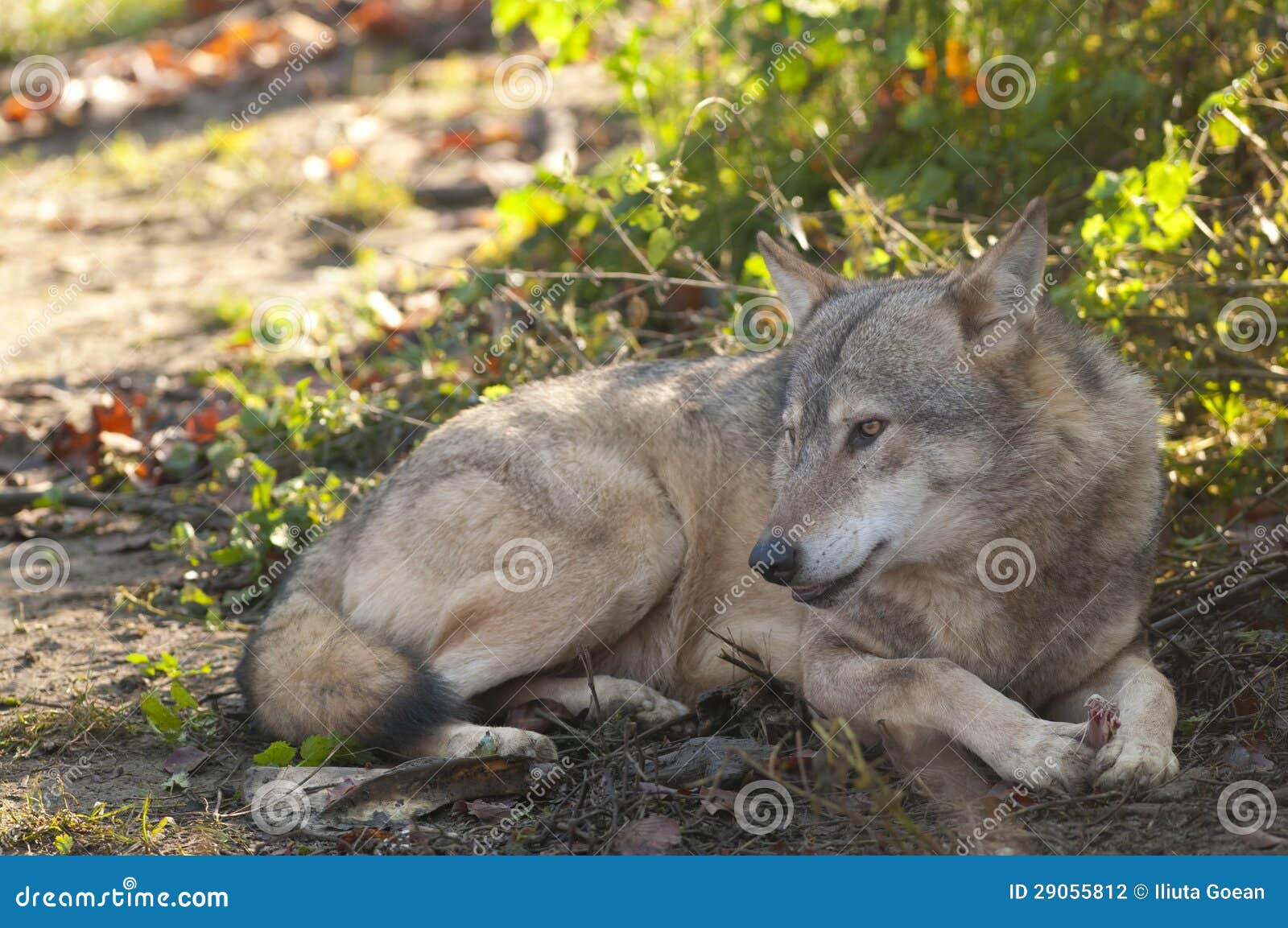 Gray Wolf Laid stock photo. Image of autumn, wolf, canis - 29055812