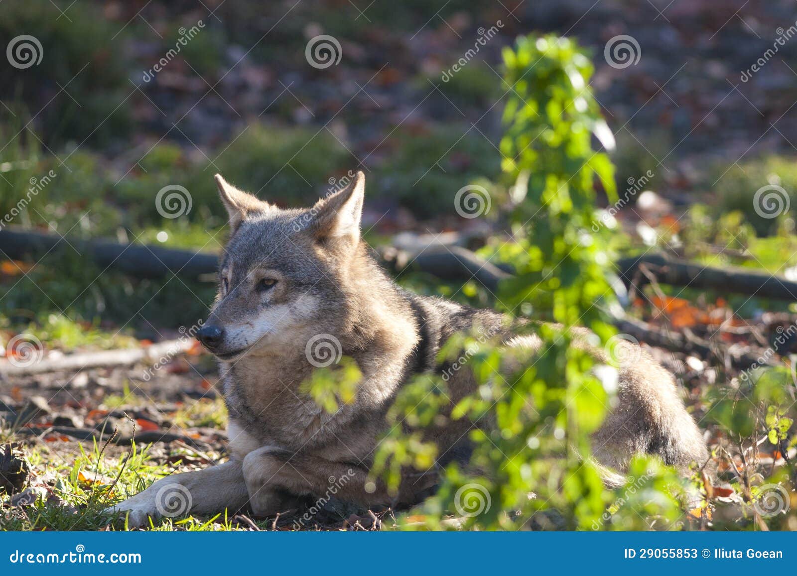 Gray Wolf Laid stock image. Image of animal, lupus, canine - 29055853